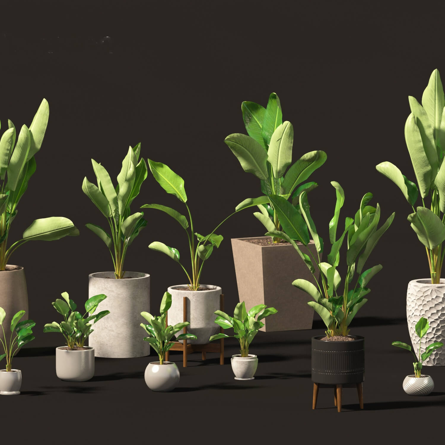 Strelitzia Nicolai - Natal Wild Banana Tree Free 3D Model by 3dgardenplants