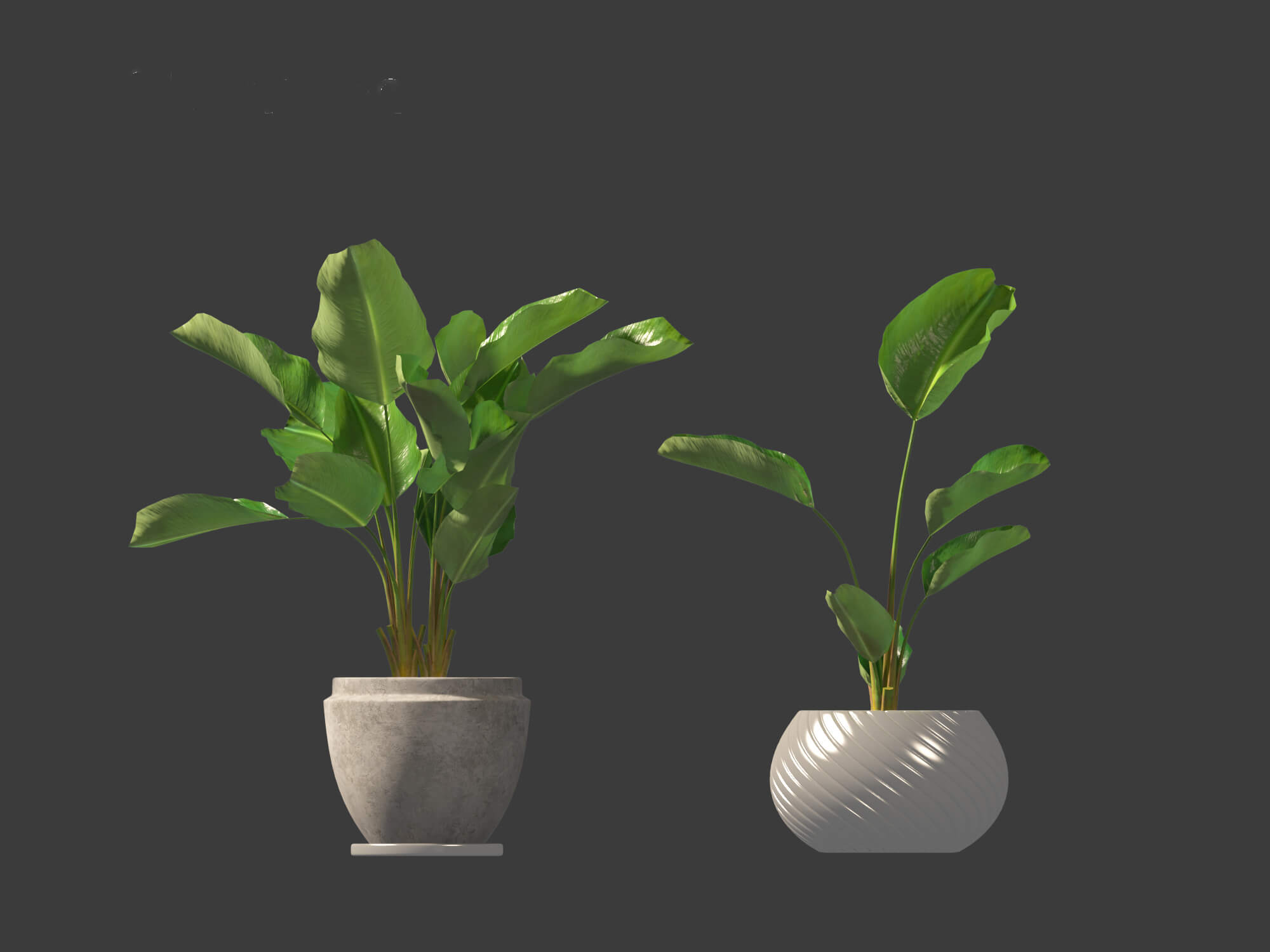 Strelitzia Nicolai - Natal Wild Banana Tree Free 3D Model by 3dgardenplants