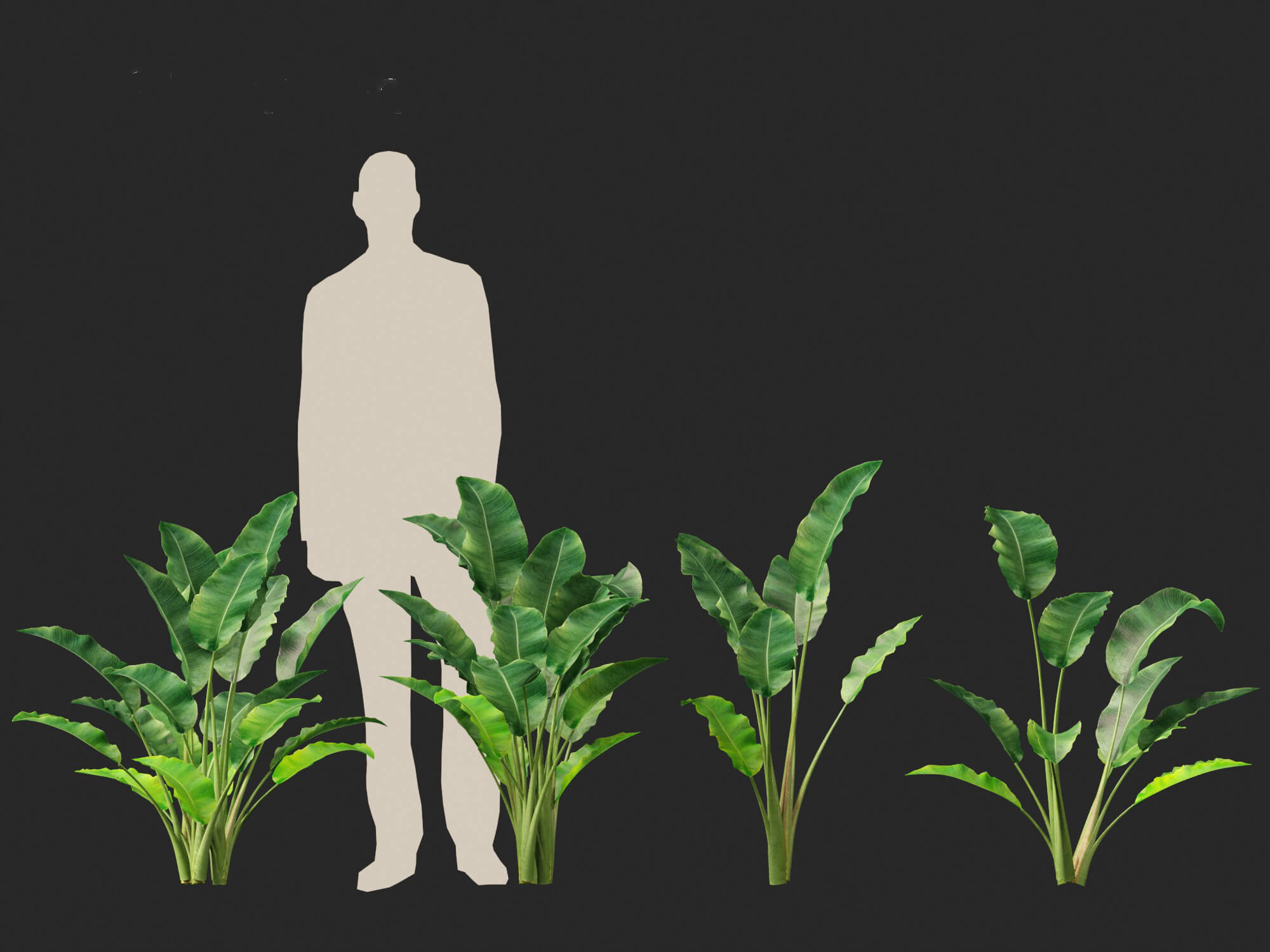 Strelitzia Reginae - Crane Flower 3D Model by 3dgardenplants