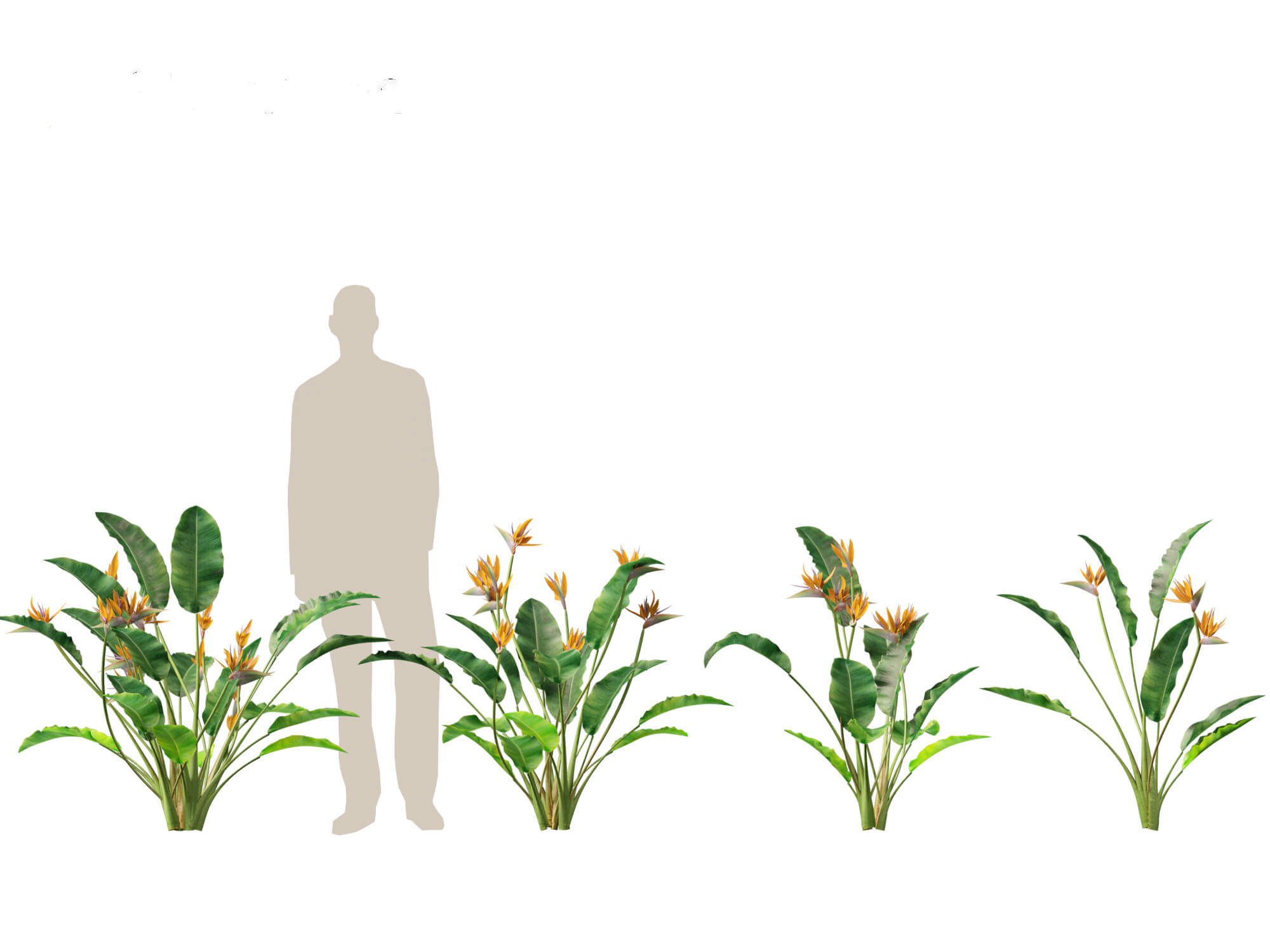 Strelitzia Reginae - Crane Flower 3D Model by 3dgardenplants