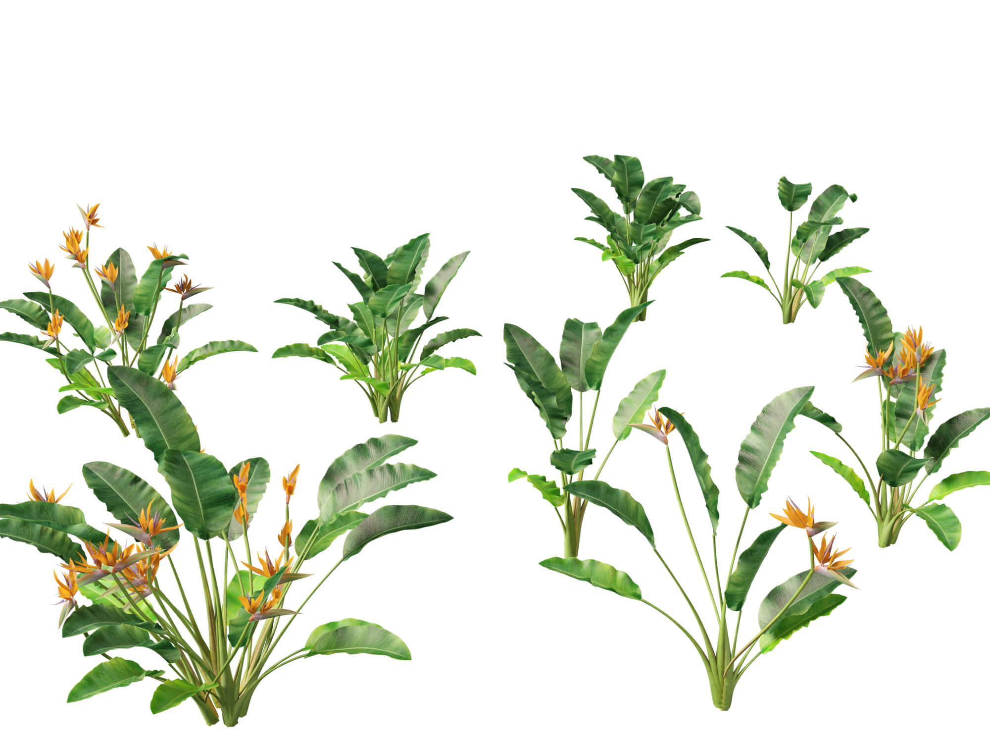 Strelitzia Reginae - Crane Flower 3D Model by 3dgardenplants