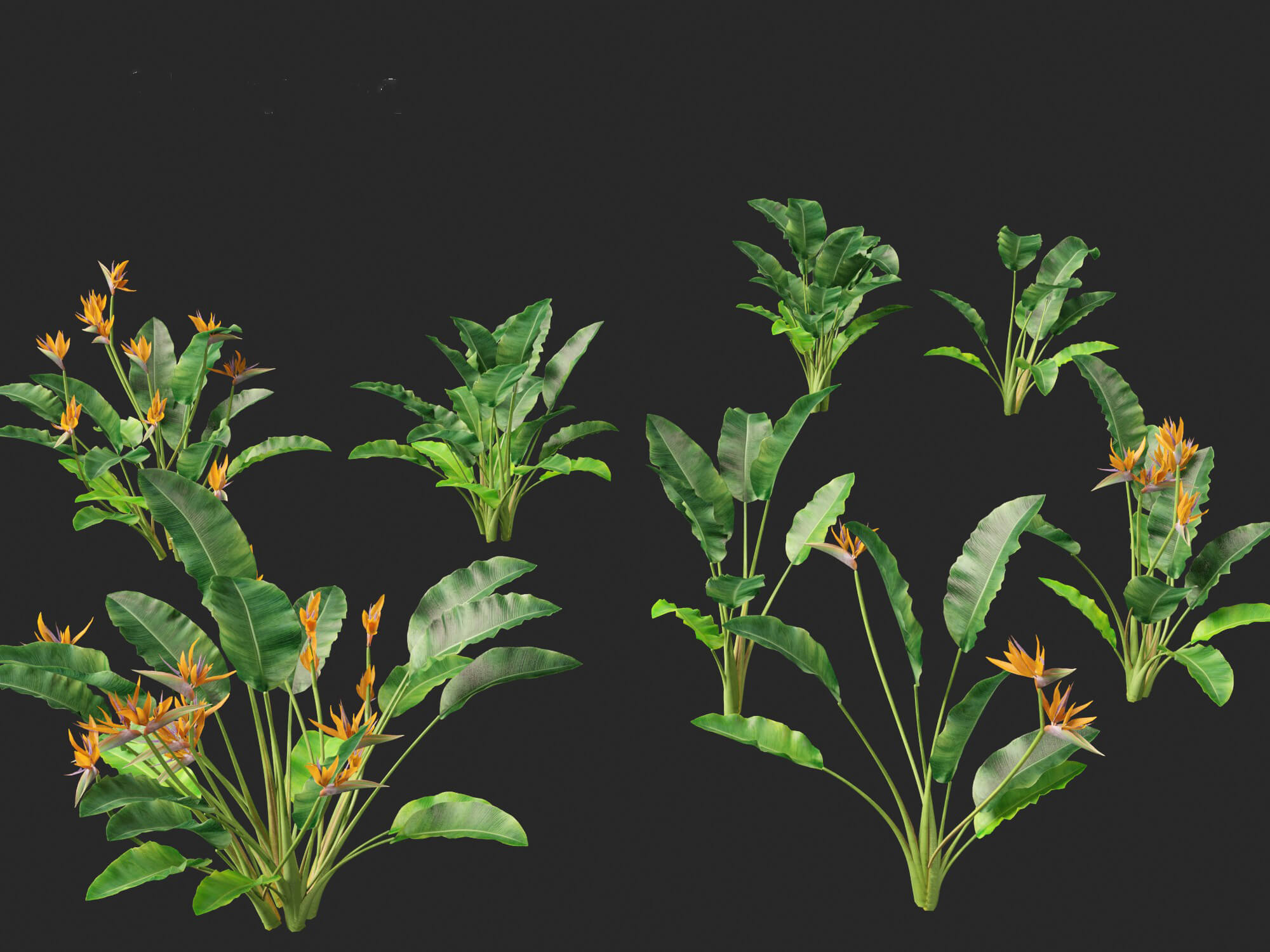 Strelitzia Reginae - Crane Flower 3D Model by 3dgardenplants