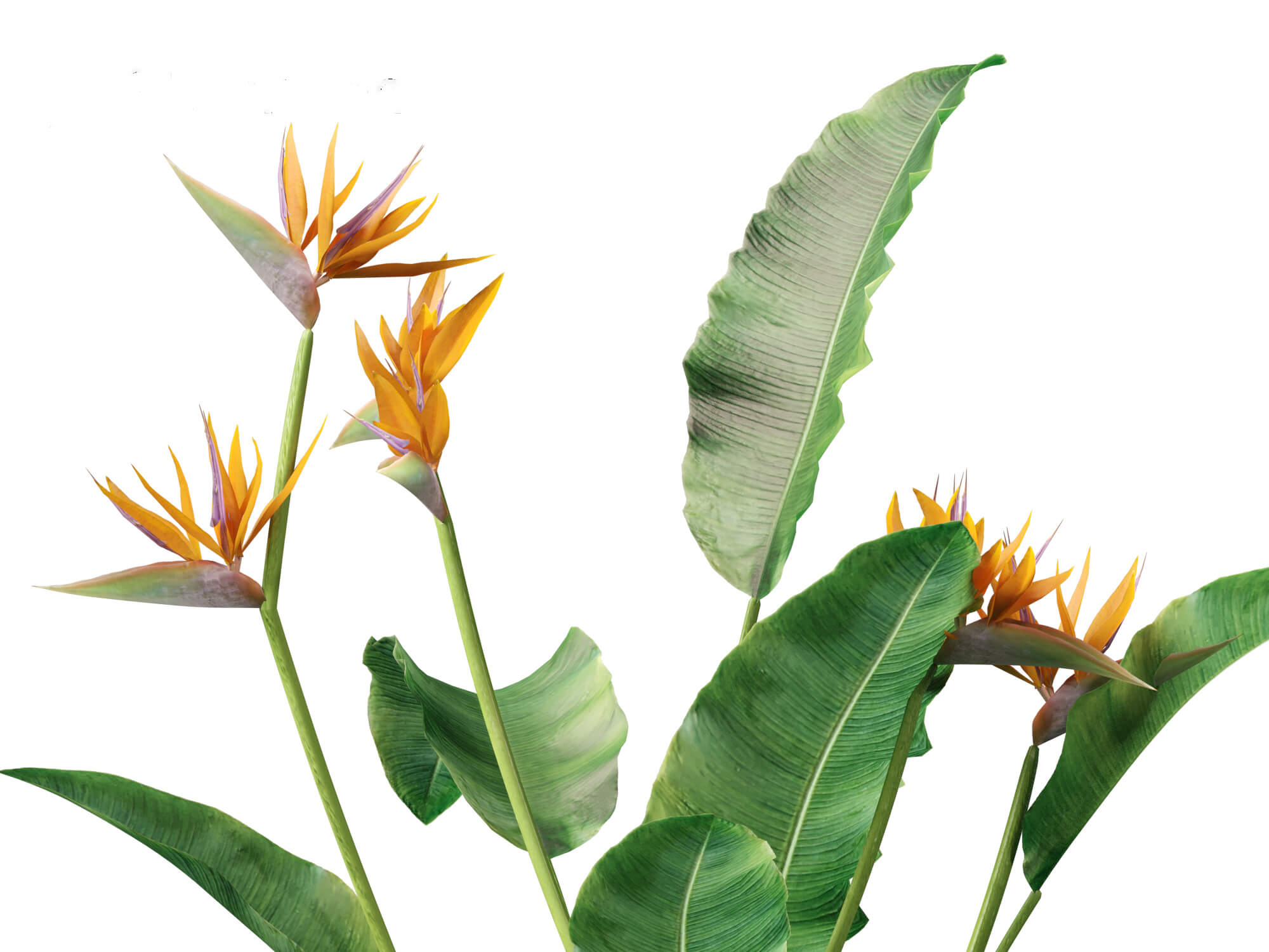 Strelitzia Reginae - Crane Flower 3D Model by 3dgardenplants
