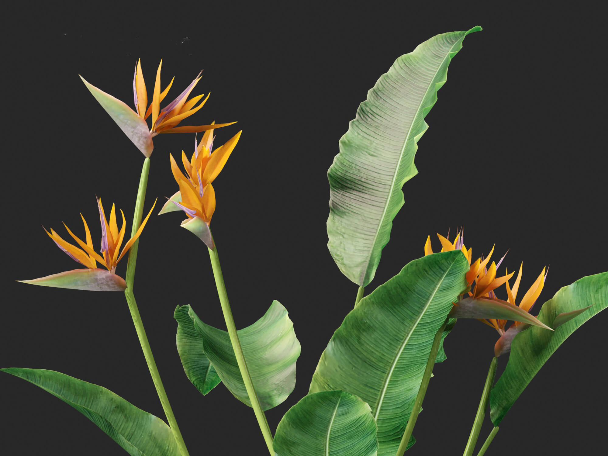 Strelitzia Reginae - Crane Flower 3D Model by 3dgardenplants