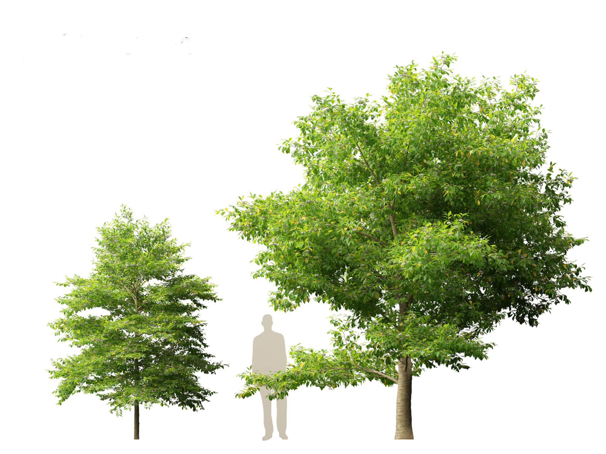 Styrax Japonicus - Japanese Snowbell 3D Model by 3dgardenplants