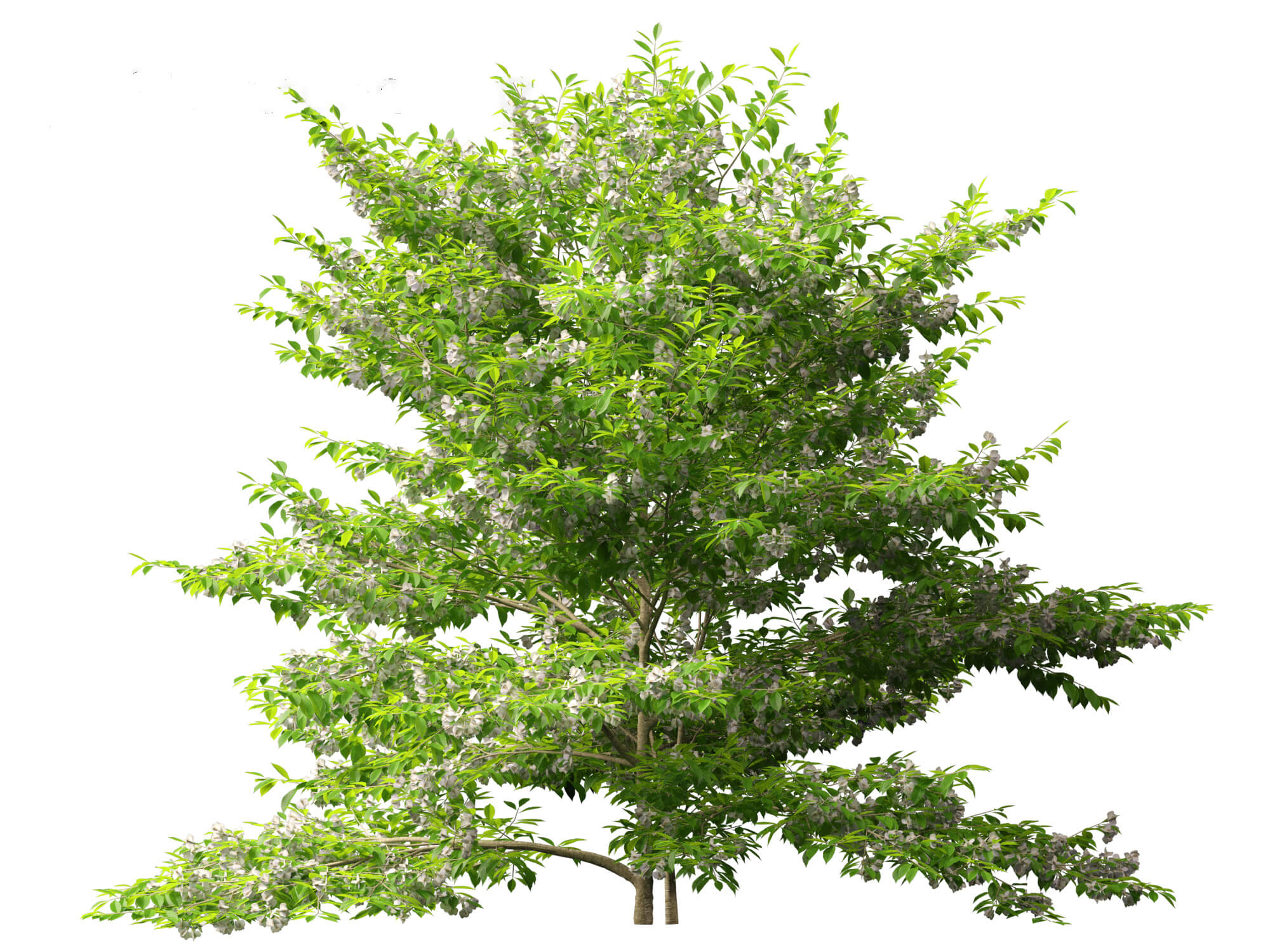 Styrax Japonicus - Japanese Snowbell 3D Model by 3dgardenplants
