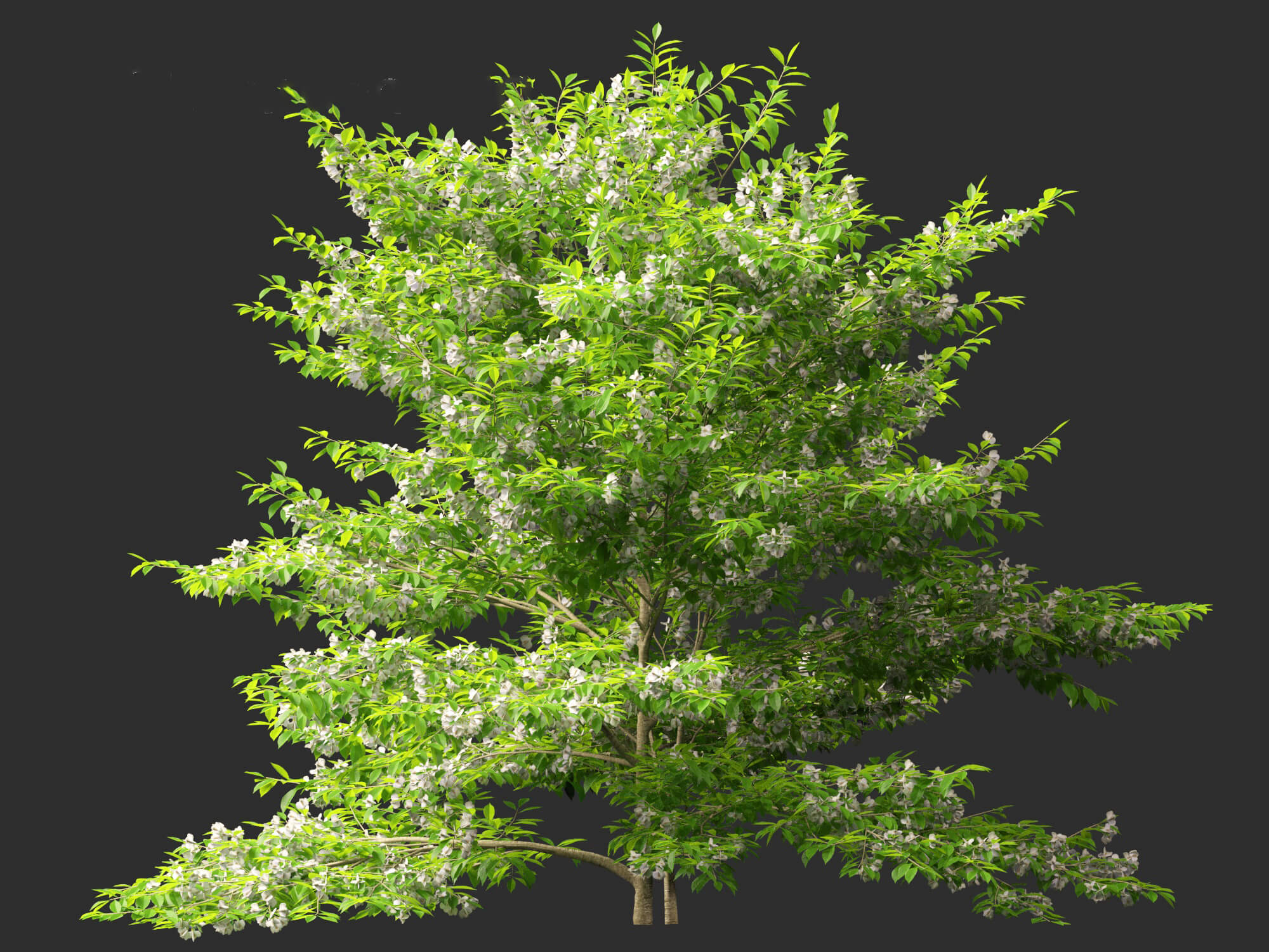 Styrax Japonicus - Japanese Snowbell 3D Model by 3dgardenplants