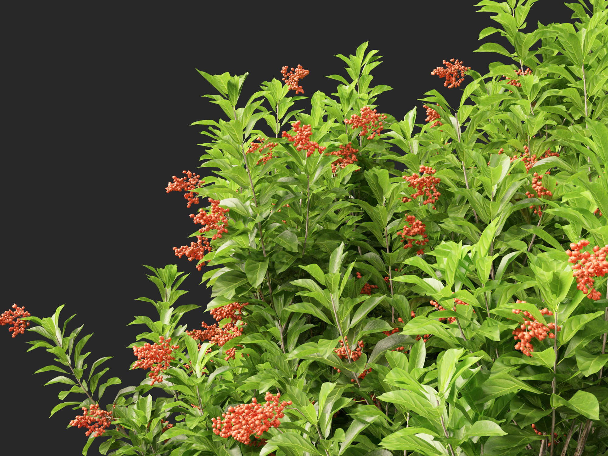 Sweet Viburnum Odoratissimum 3D Model by 3dgardenplants