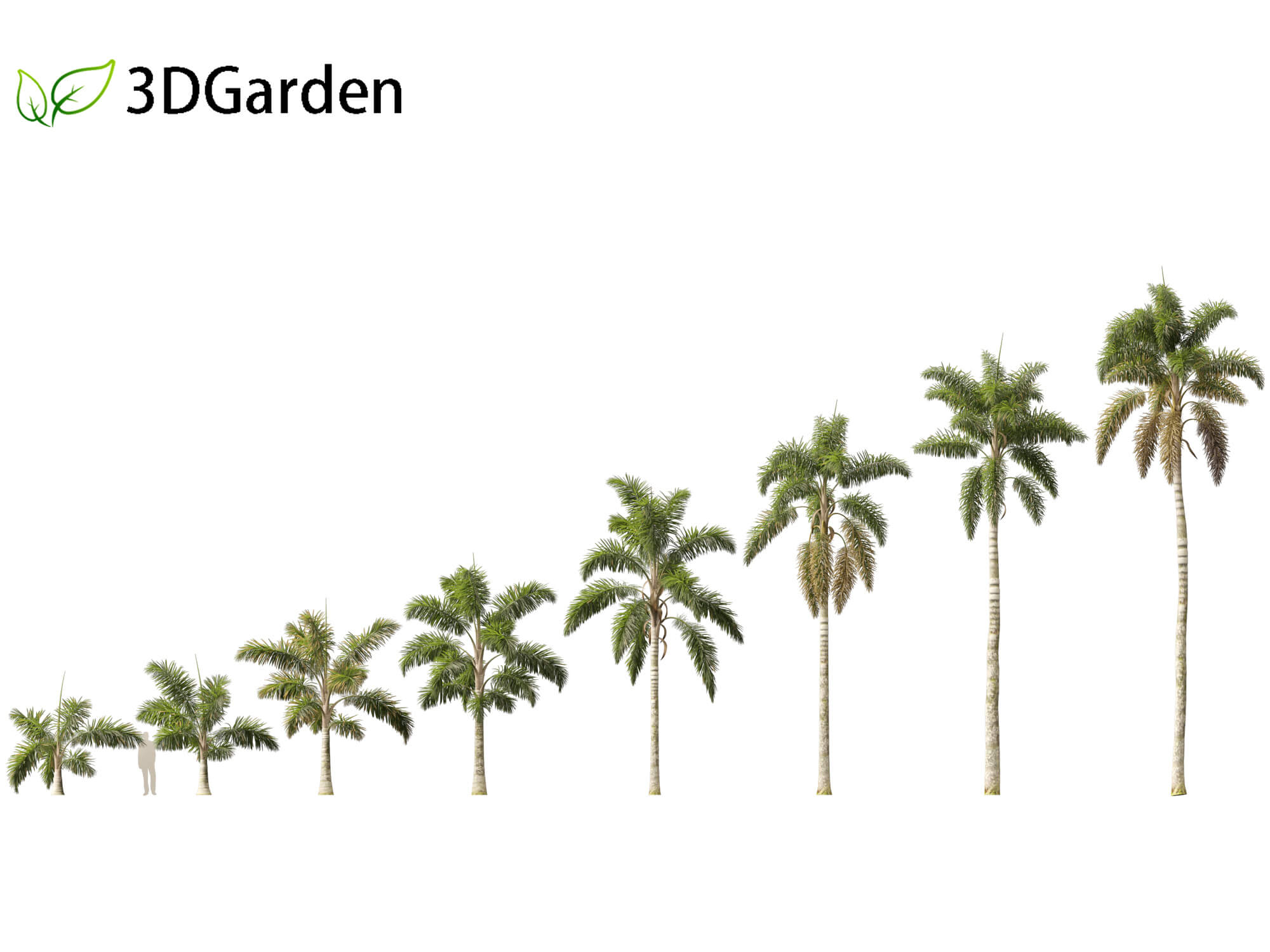 Syagrus Sancona - Columbian Foxtail Palm 01 3D Model by 3dgardenplants