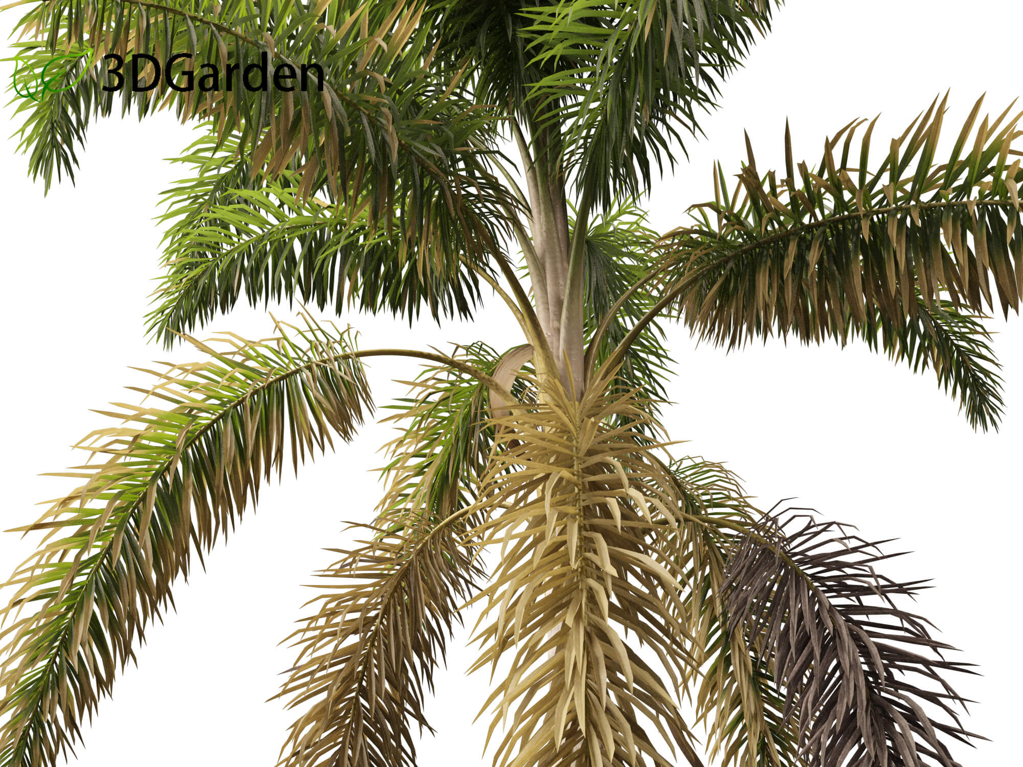 Syagrus Sancona - Columbian Foxtail Palm 01 3D Model by 3dgardenplants