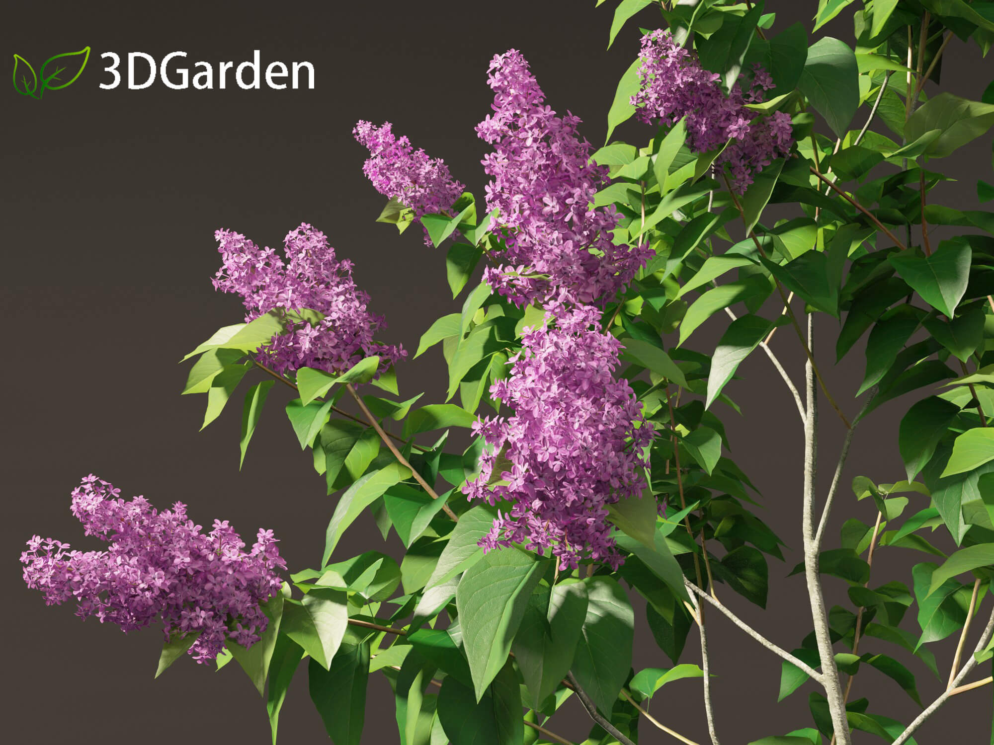 Syringa Vulgaris - Common Lilac 3D Model by 3dgardenplants