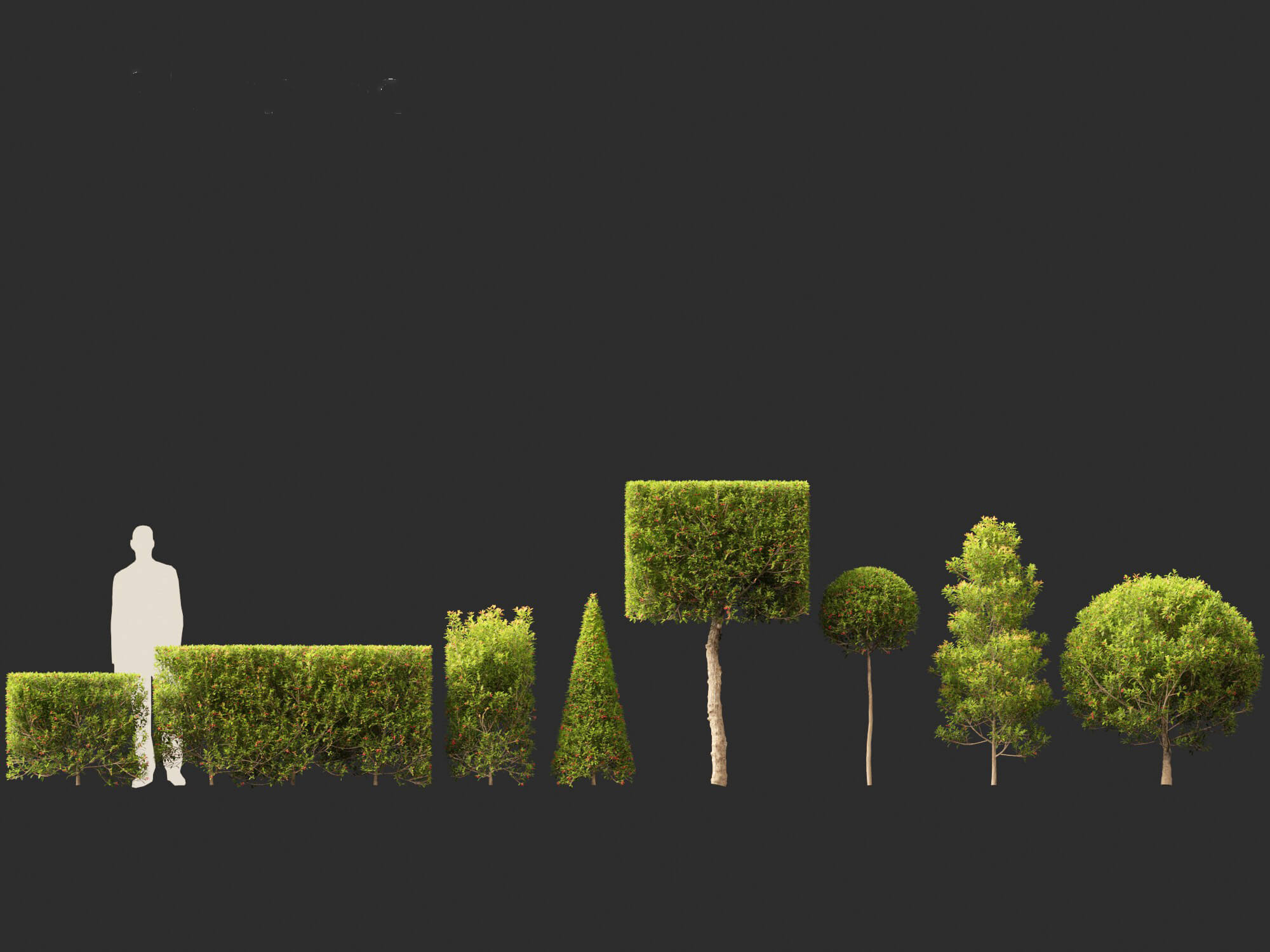 Syzygium Australe - Brush Cherry 3D Model by 3dgardenplants