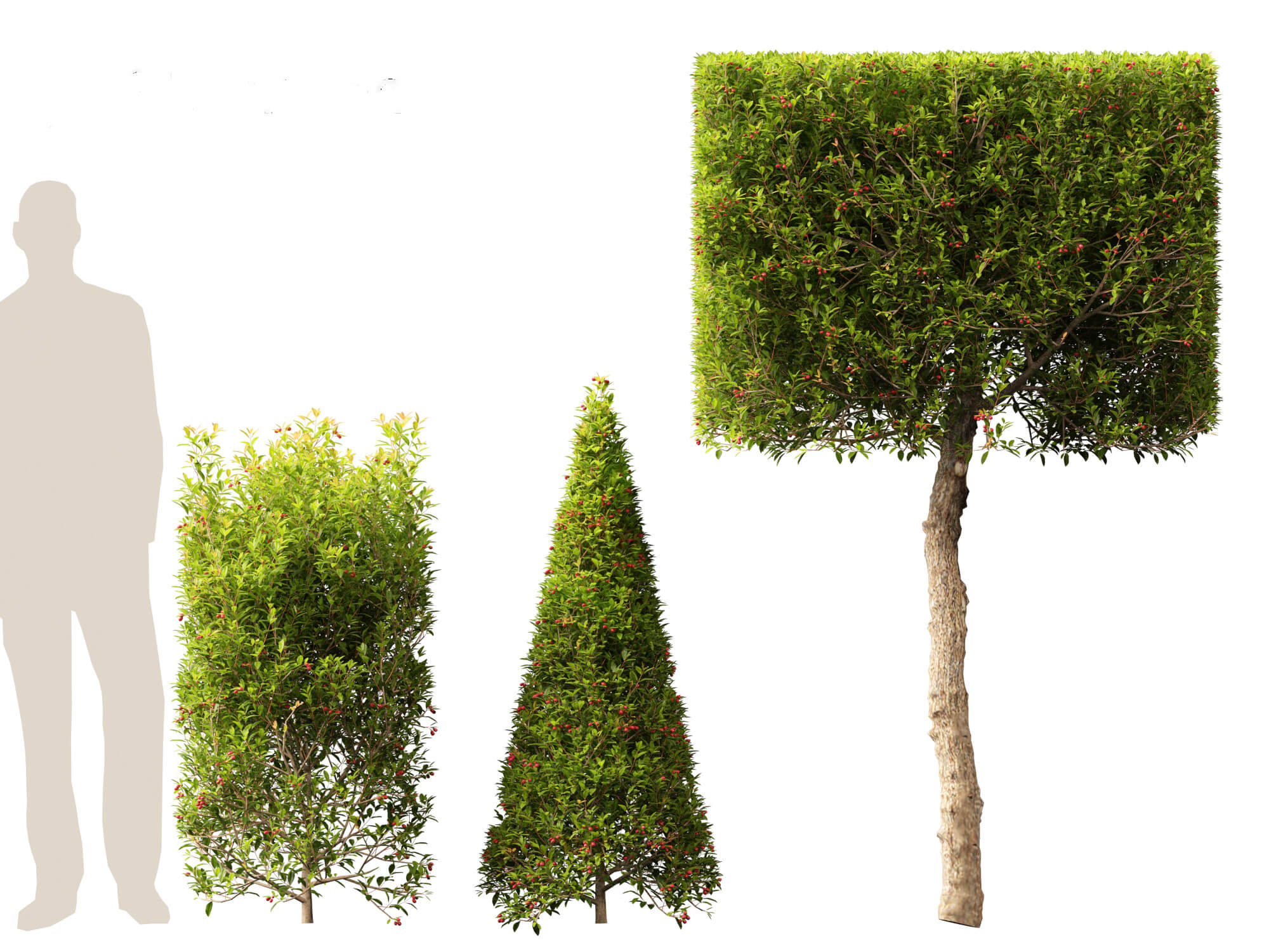 Syzygium Australe - Brush Cherry 3D Model by 3dgardenplants