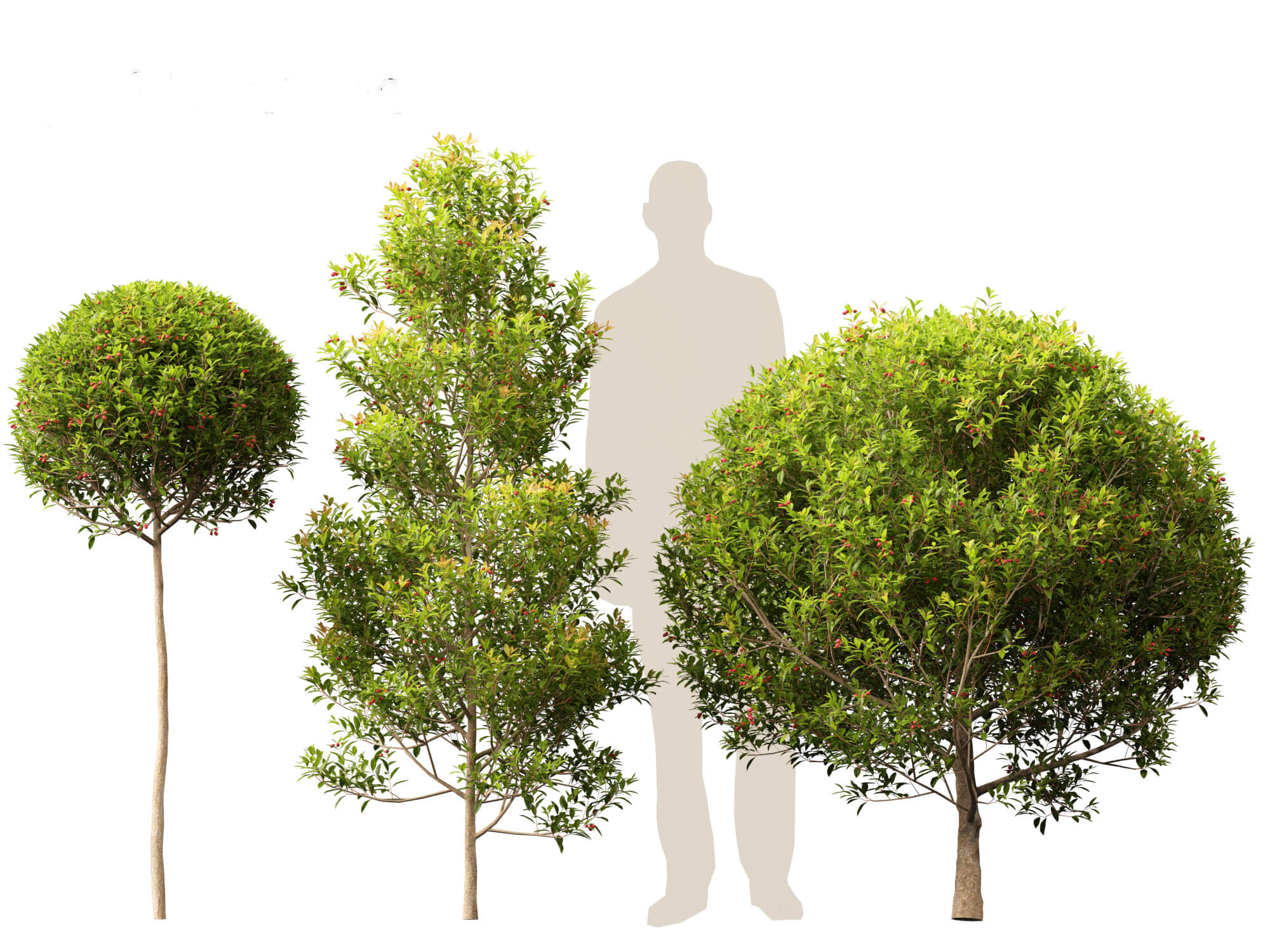 Syzygium Australe - Brush Cherry 3D Model by 3dgardenplants