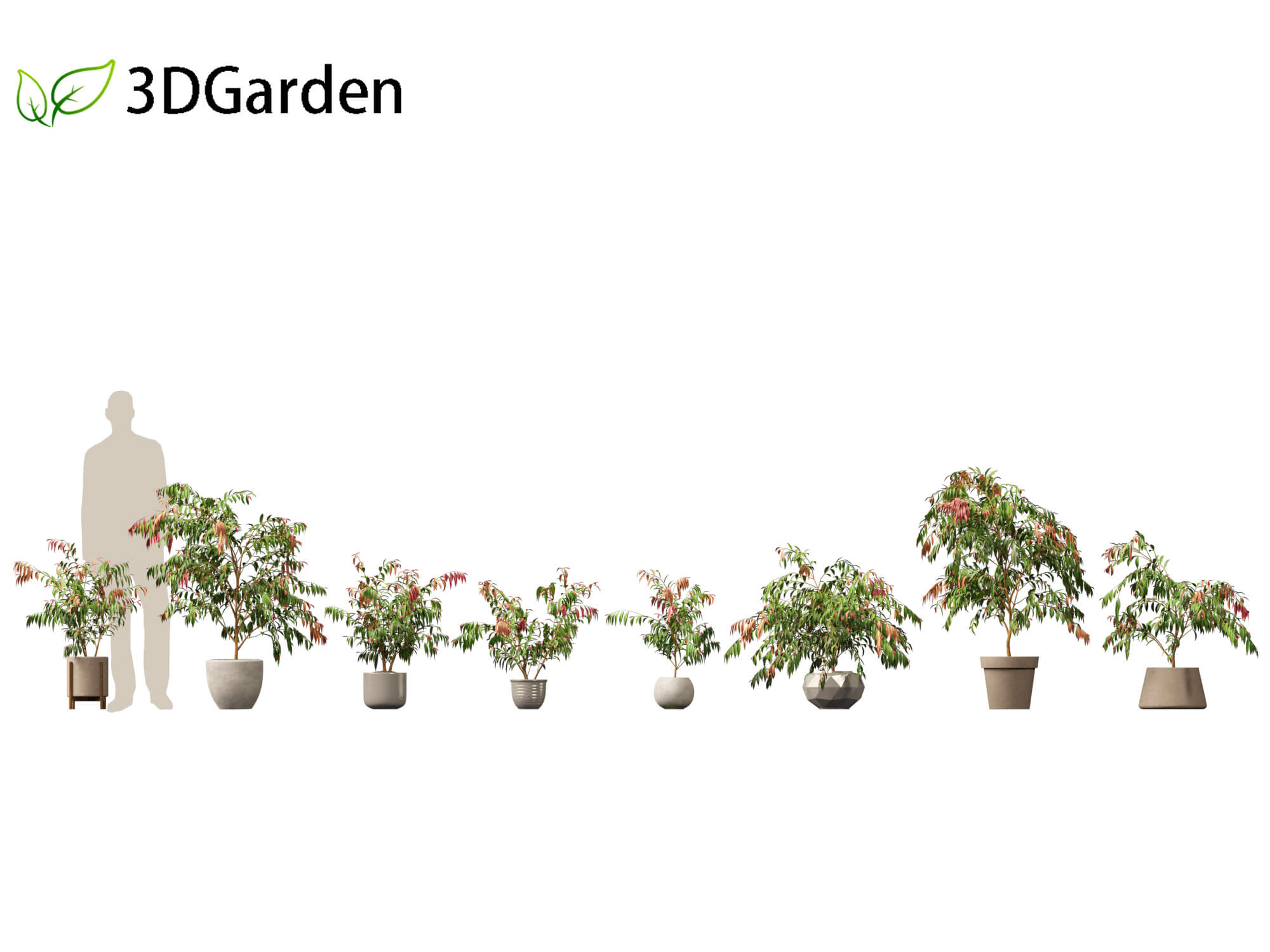 Syzygium Cascade - Lilly Pilly 3D Model by 3dgardenplants