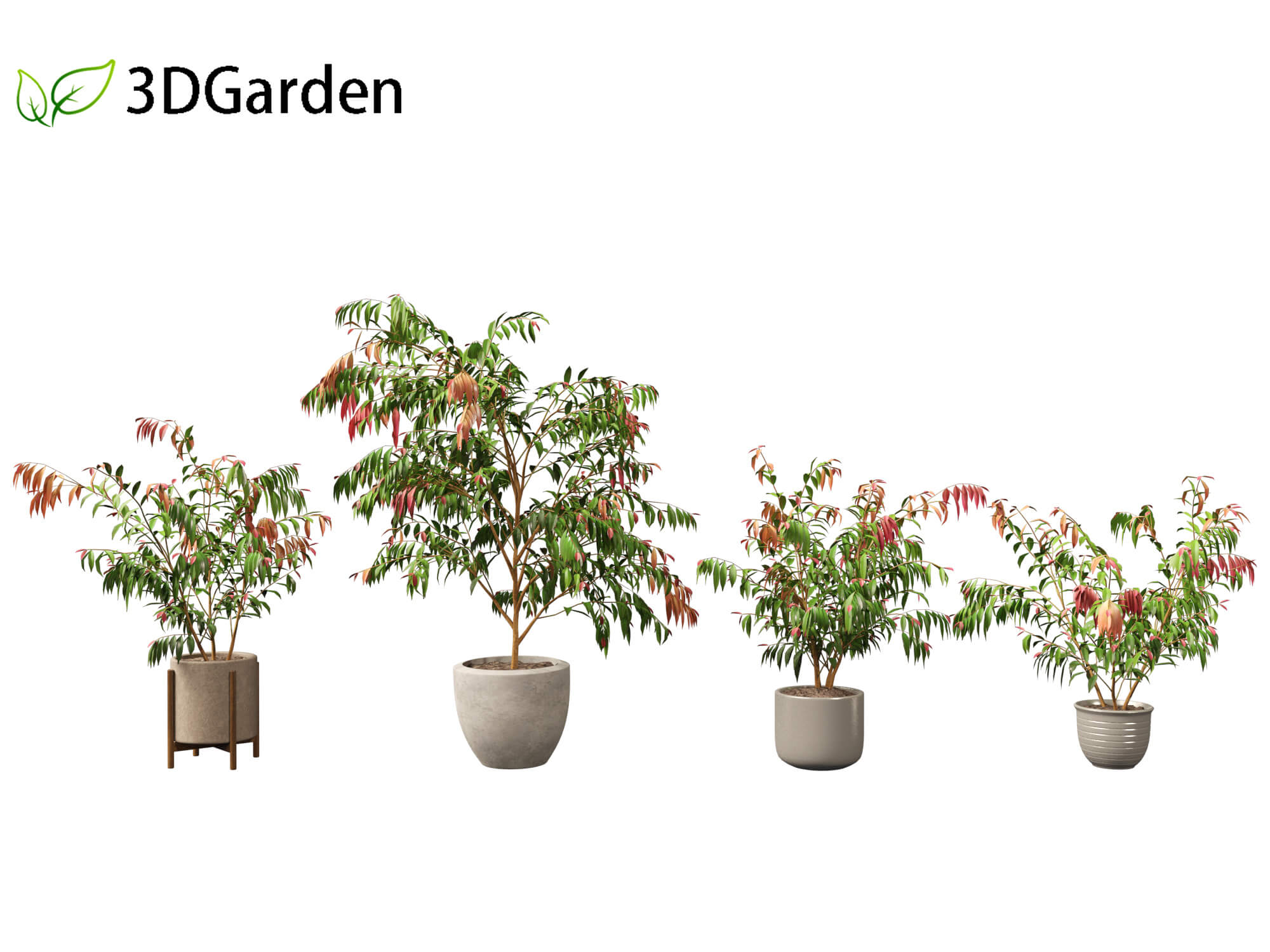 Syzygium Cascade - Lilly Pilly 3D Model by 3dgardenplants