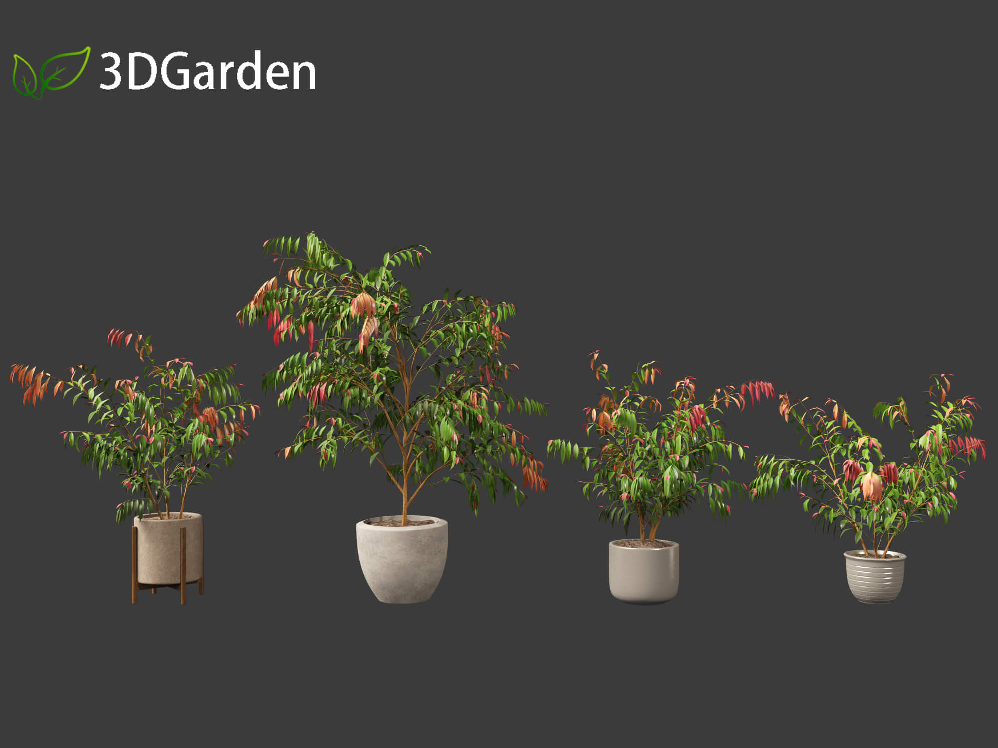 Syzygium Cascade - Lilly Pilly 3D Model by 3dgardenplants