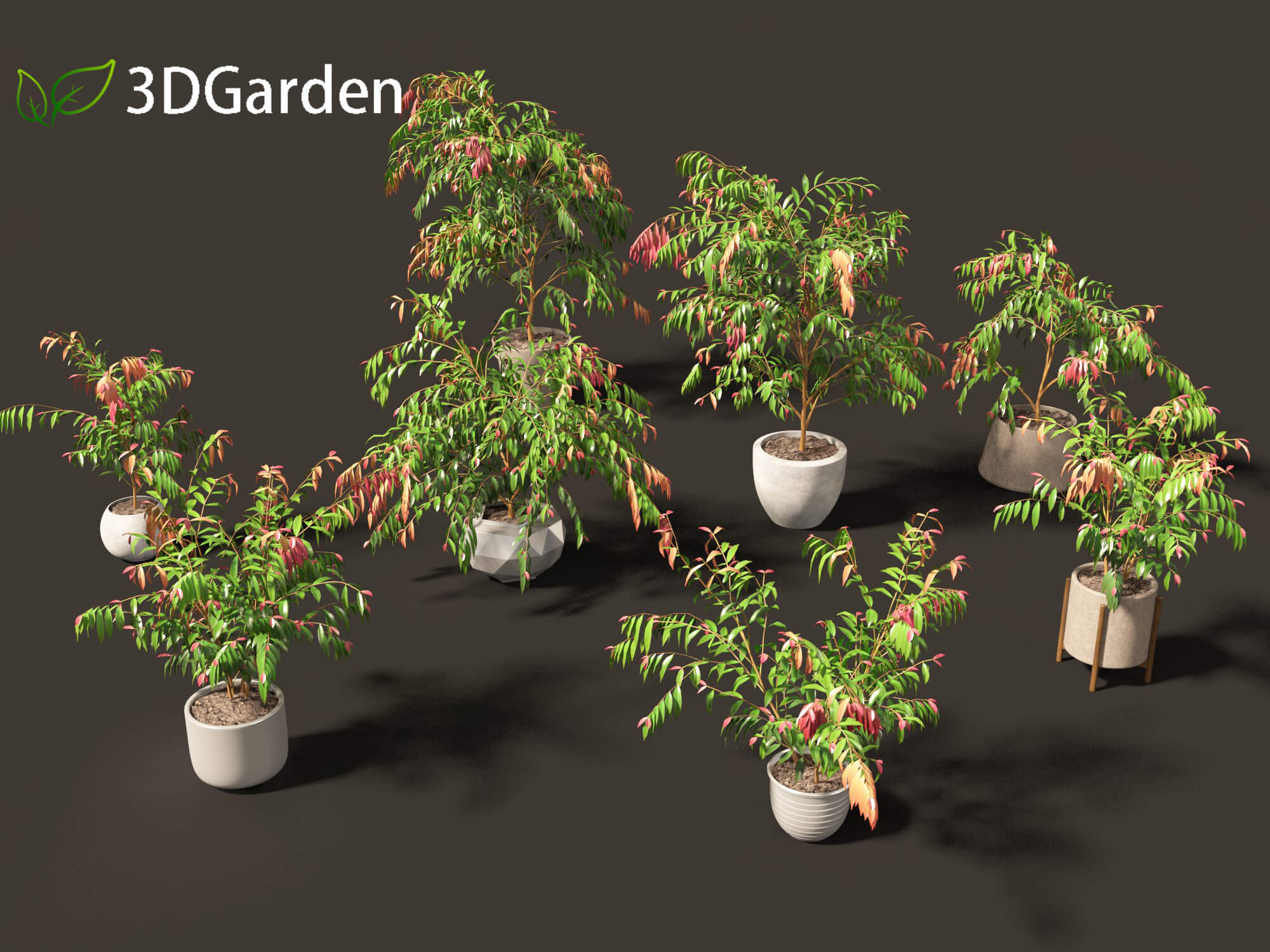 Syzygium Cascade - Lilly Pilly 3D Model by 3dgardenplants