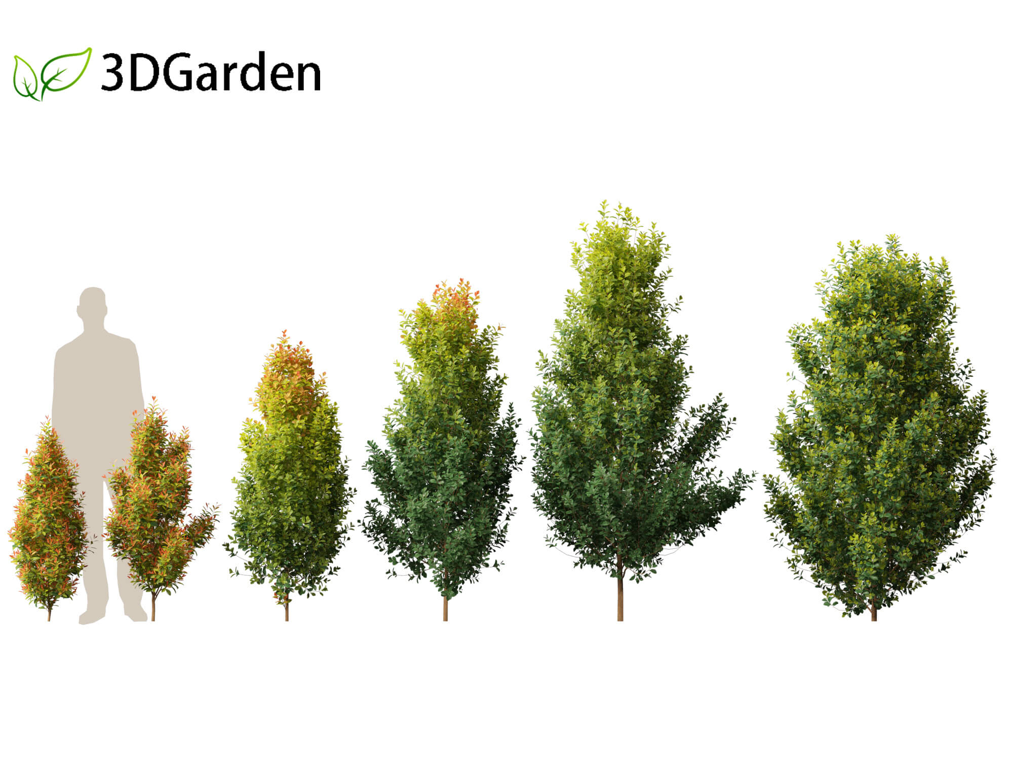 Syzygium Paniculatum Backyard Bliss - Magenta Cherry 01 3D Model by ...