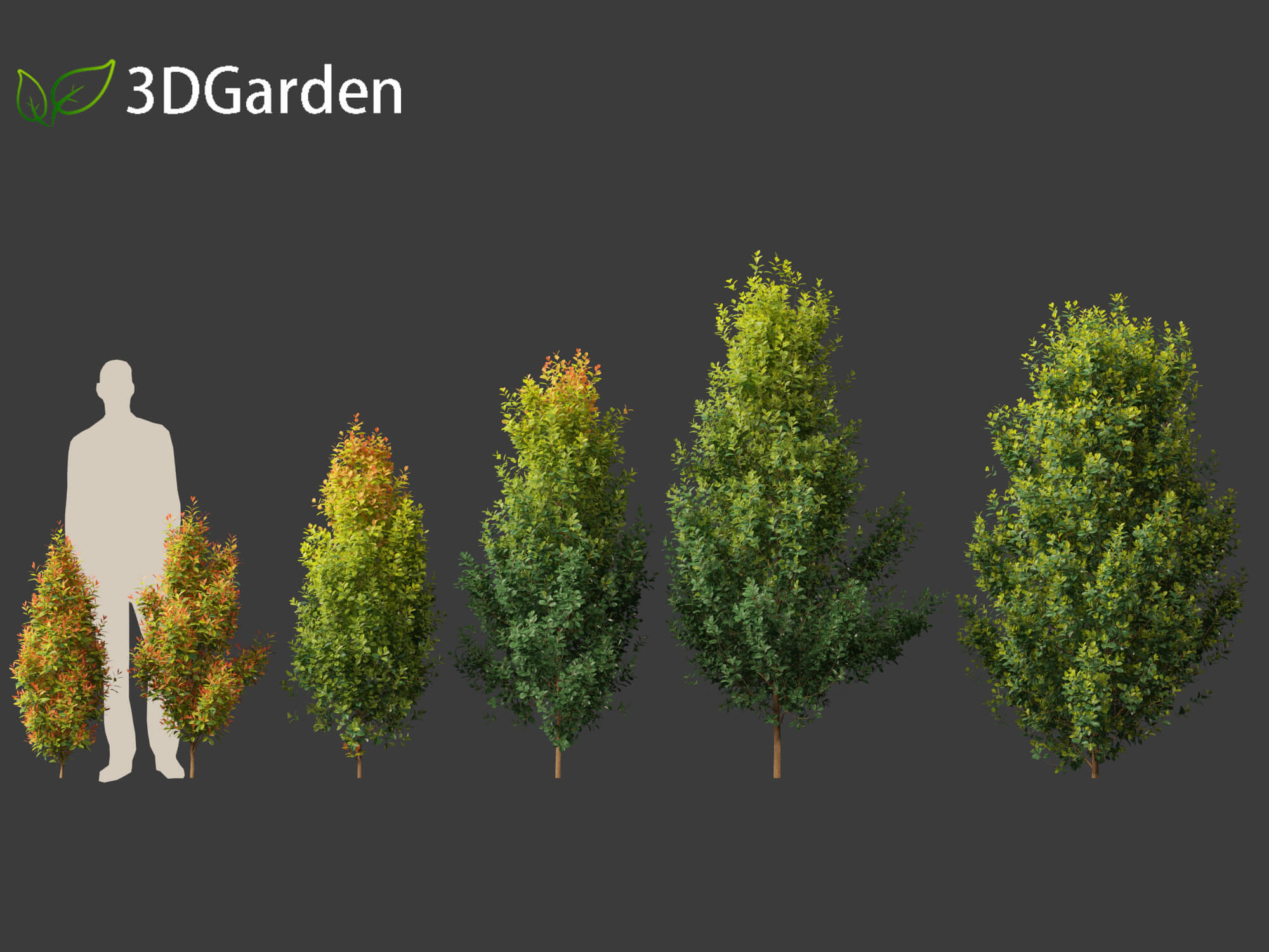 Syzygium Paniculatum Backyard Bliss - Magenta Cherry 01 3D Model by ...