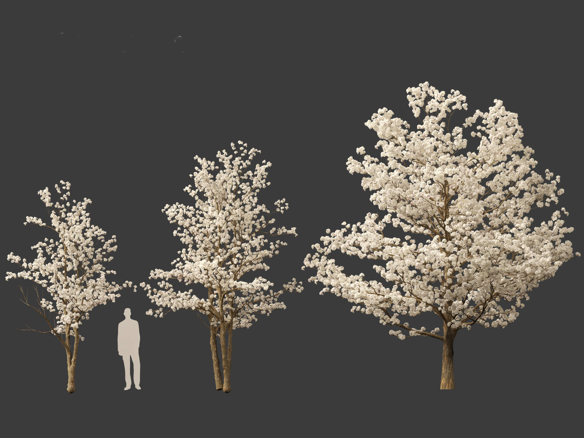 Tabebuia Roseoalba - White Ipe 3D Model by 3dgardenplants
