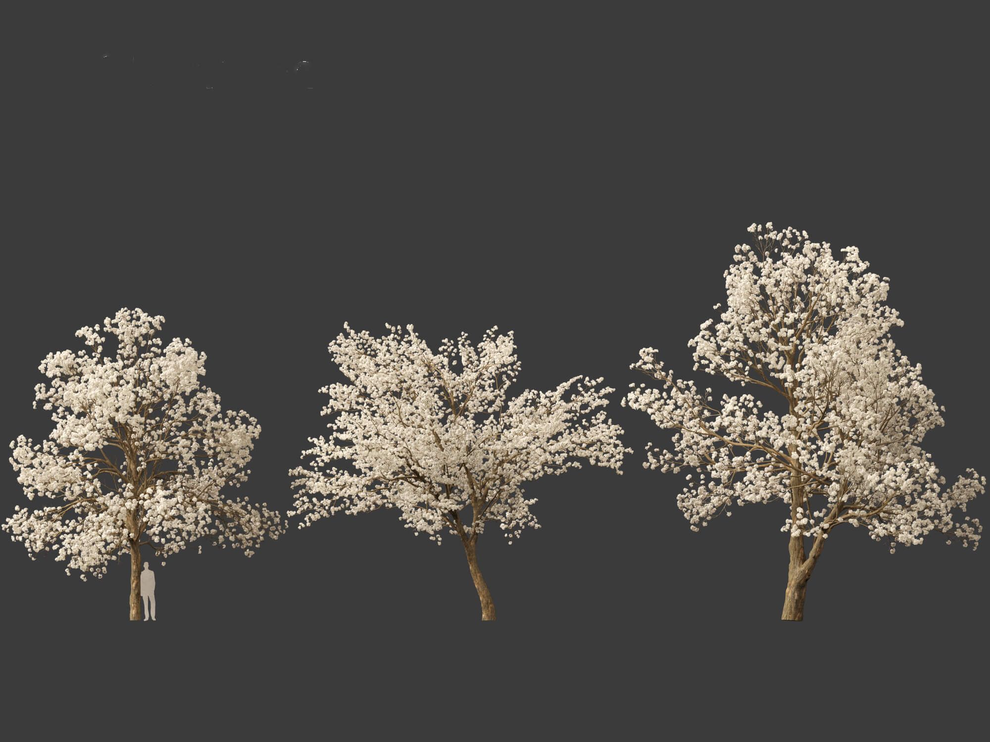 Tabebuia Roseoalba - White Ipe 3D Model by 3dgardenplants