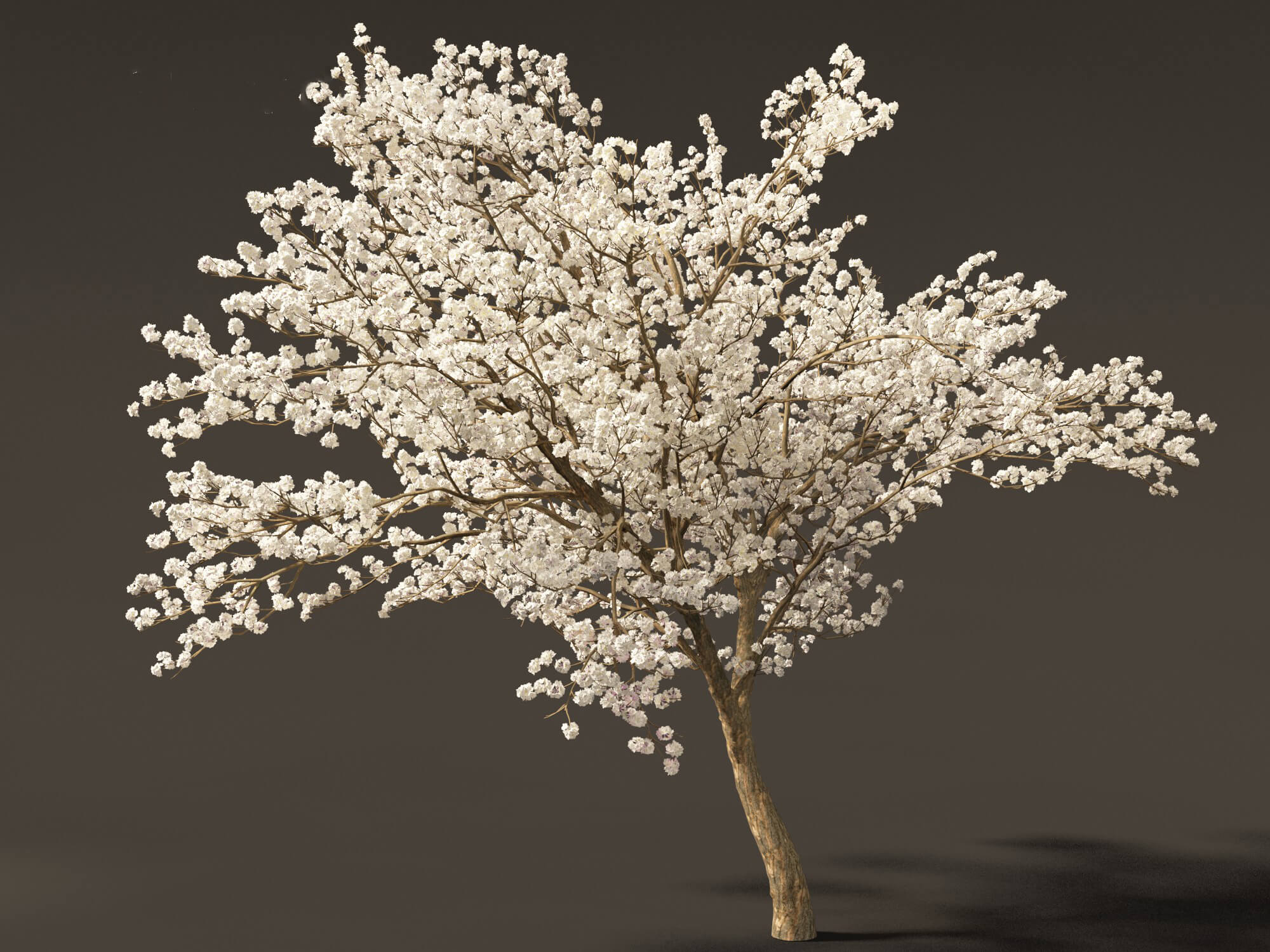 Tabebuia Roseoalba - White Ipe 3D Model by 3dgardenplants