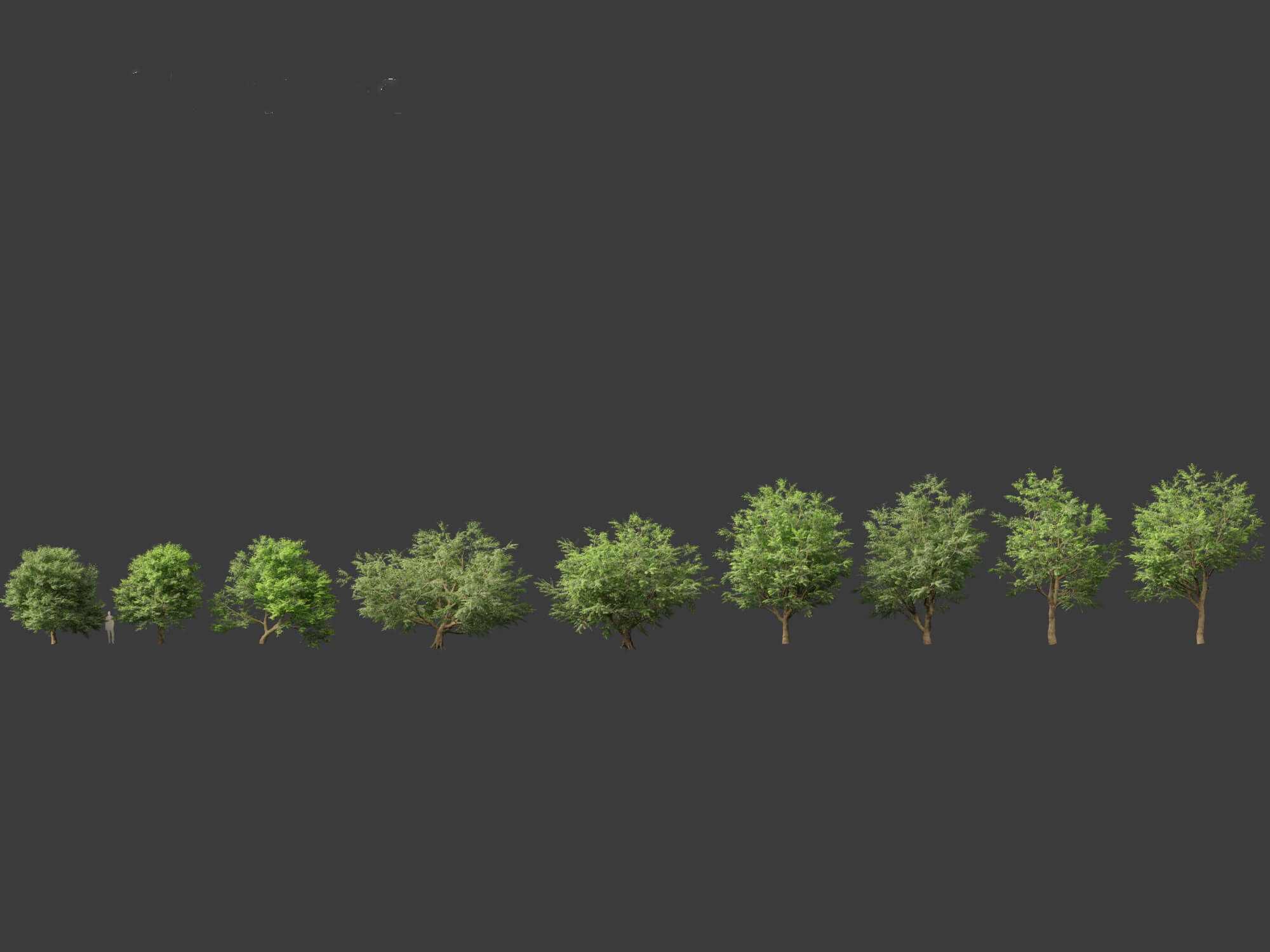 Tamarindus Indica - Tamarind Tree 3D Model by 3dgardenplants