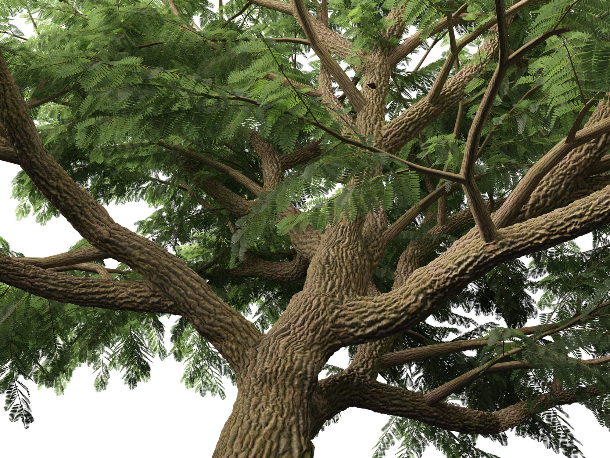 Tamarindus Indica - Tamarind Tree 3D Model by 3dgardenplants