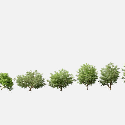 Tamarindus Indica - Tamarind Tree 3D Model by 3dgardenplants