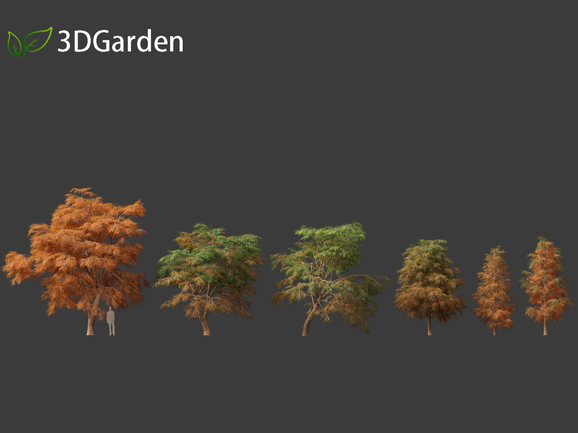 Taxodium Mucronatum - Montezuma Bald Cypress 01 3D Model by 3dgardenplants