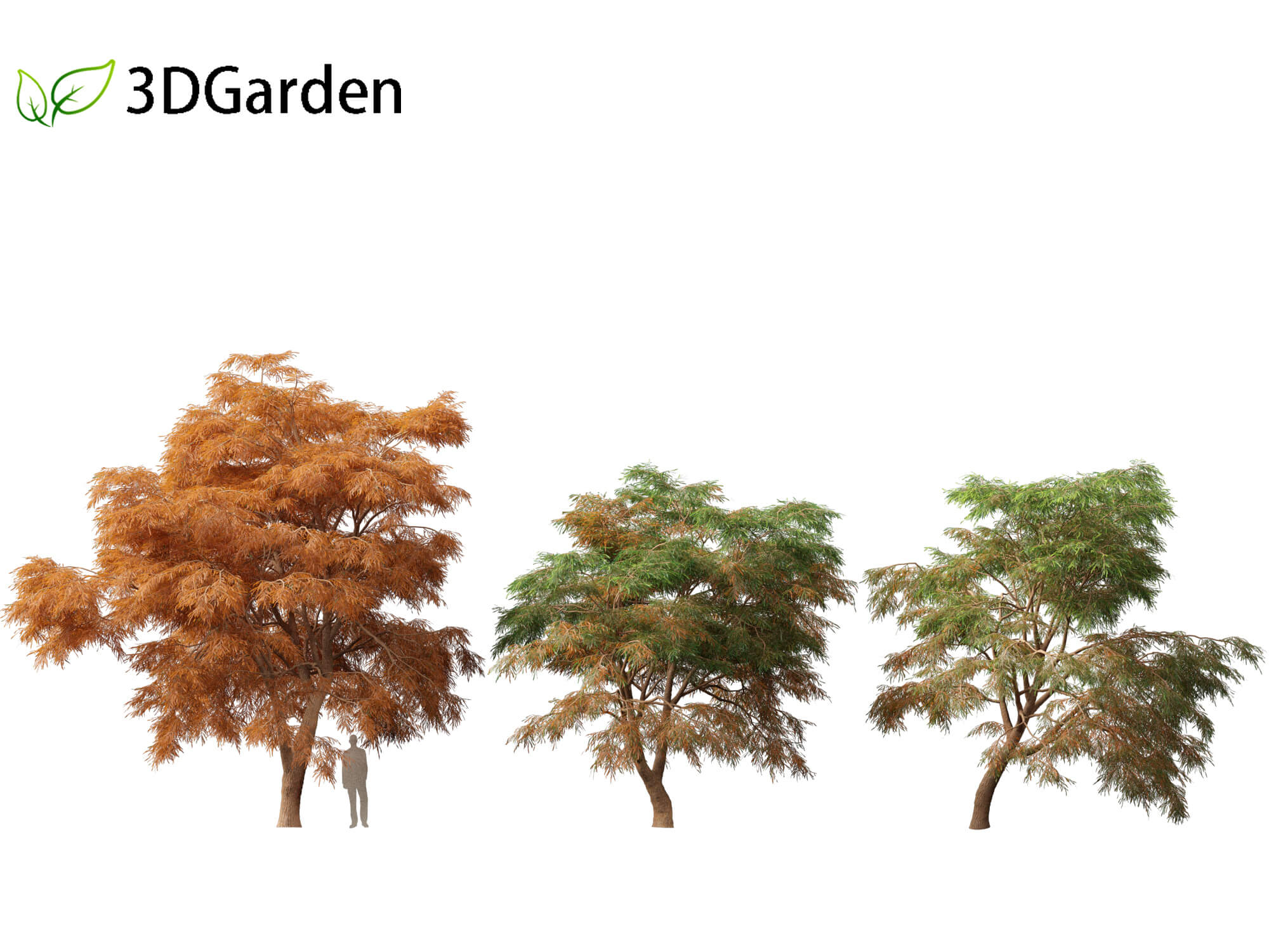 Taxodium Mucronatum - Montezuma Bald Cypress 01 3D Model by 3dgardenplants