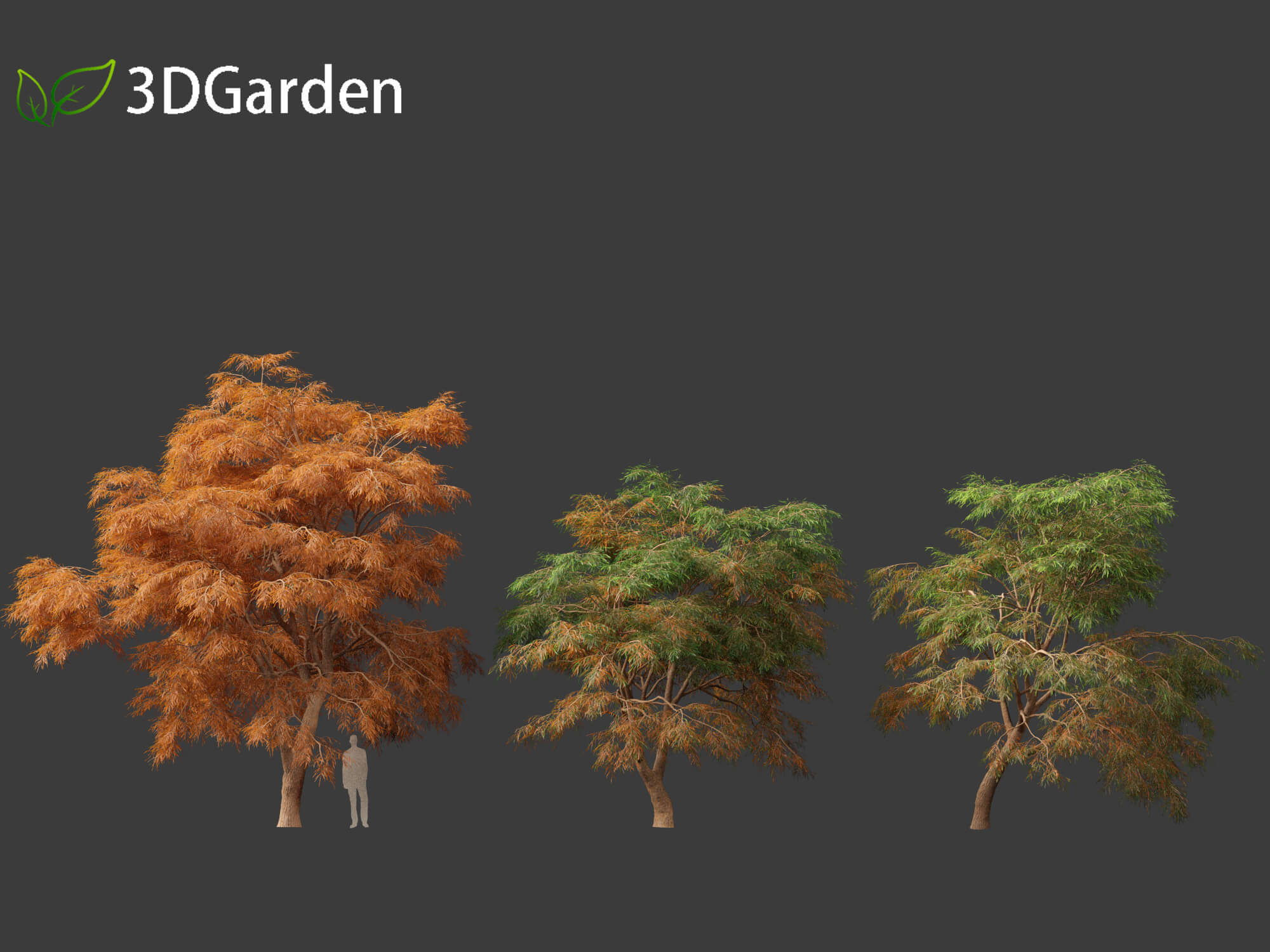 Taxodium Mucronatum - Montezuma Bald Cypress 01 3D Model by 3dgardenplants