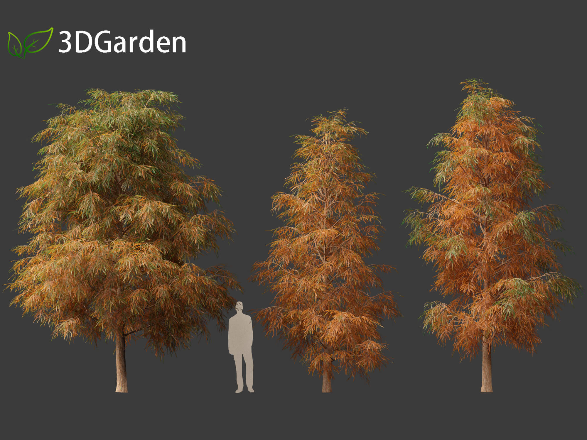Taxodium Mucronatum - Montezuma Bald Cypress 01 3D Model by 3dgardenplants