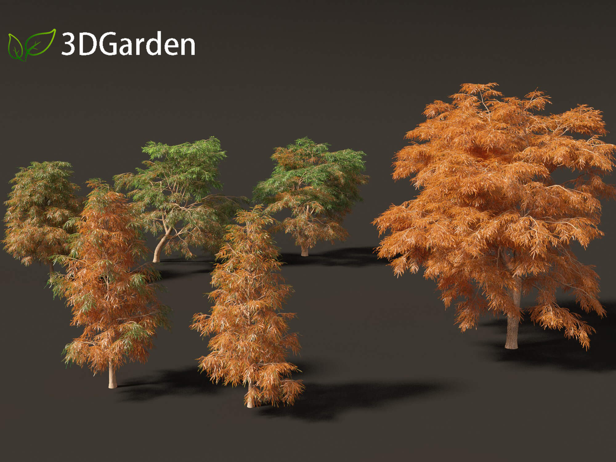 Taxodium Mucronatum - Montezuma Bald Cypress 01 3D Model by 3dgardenplants