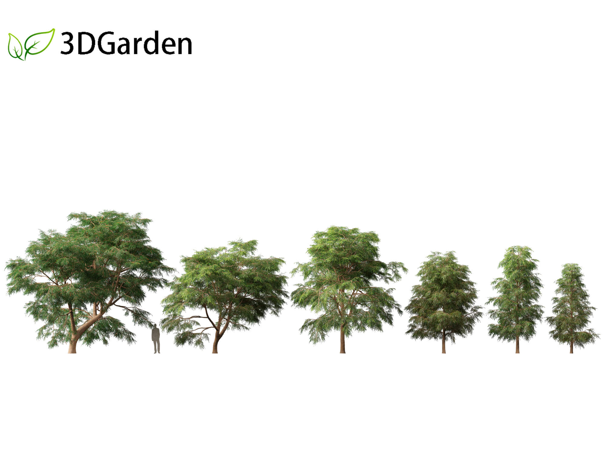 Taxodium Mucronatum - Montezuma Bald Cypress 02 3D Model by 3dgardenplants