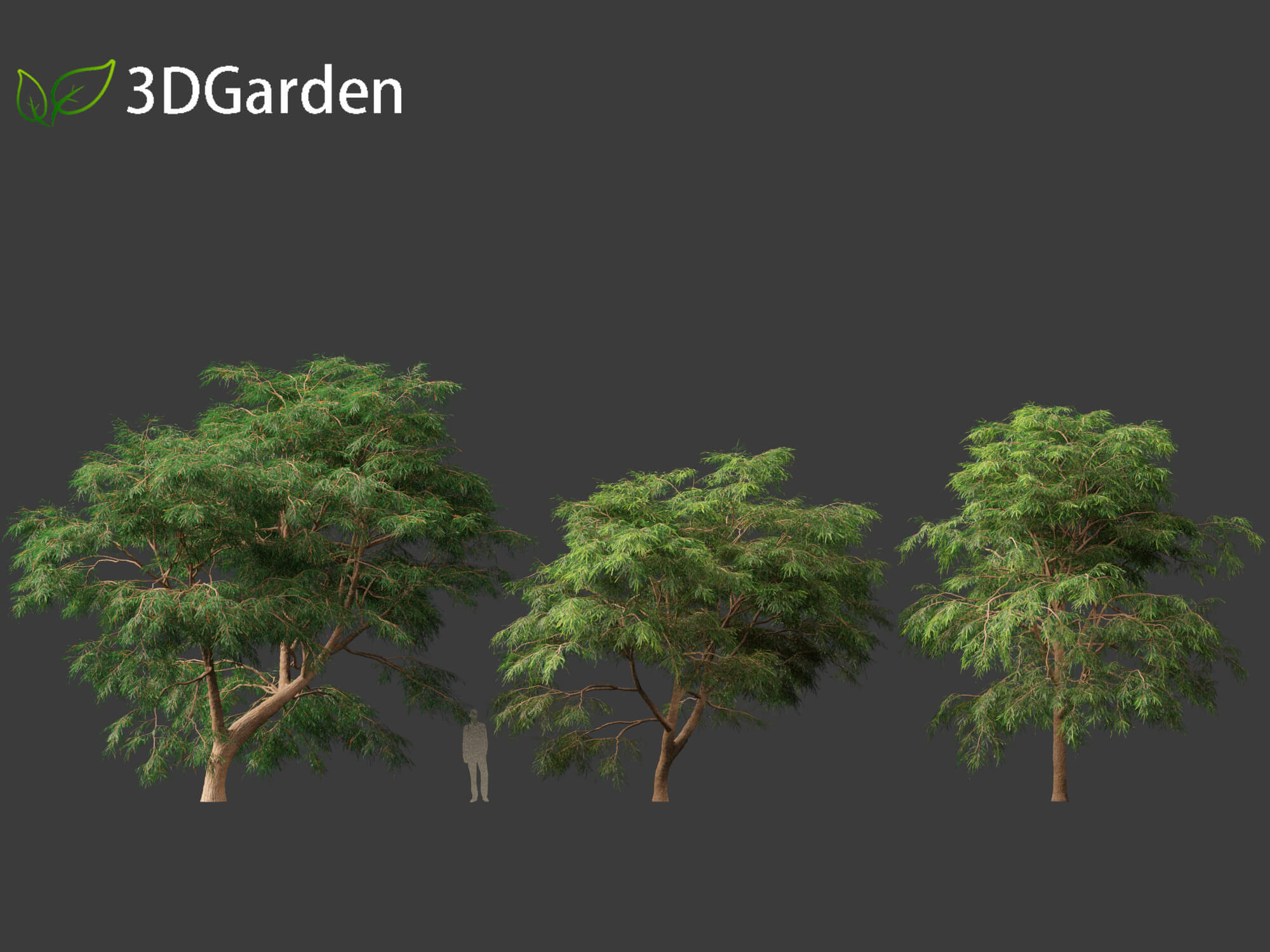 Taxodium Mucronatum - Montezuma Bald Cypress 02 3D Model by 3dgardenplants