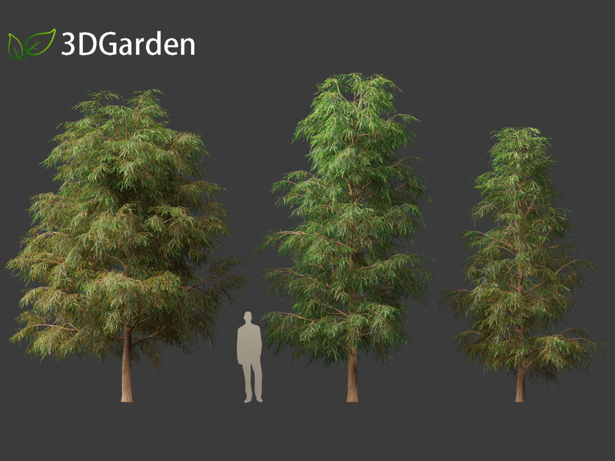 Taxodium Mucronatum - Montezuma Bald Cypress 02 3D Model by 3dgardenplants