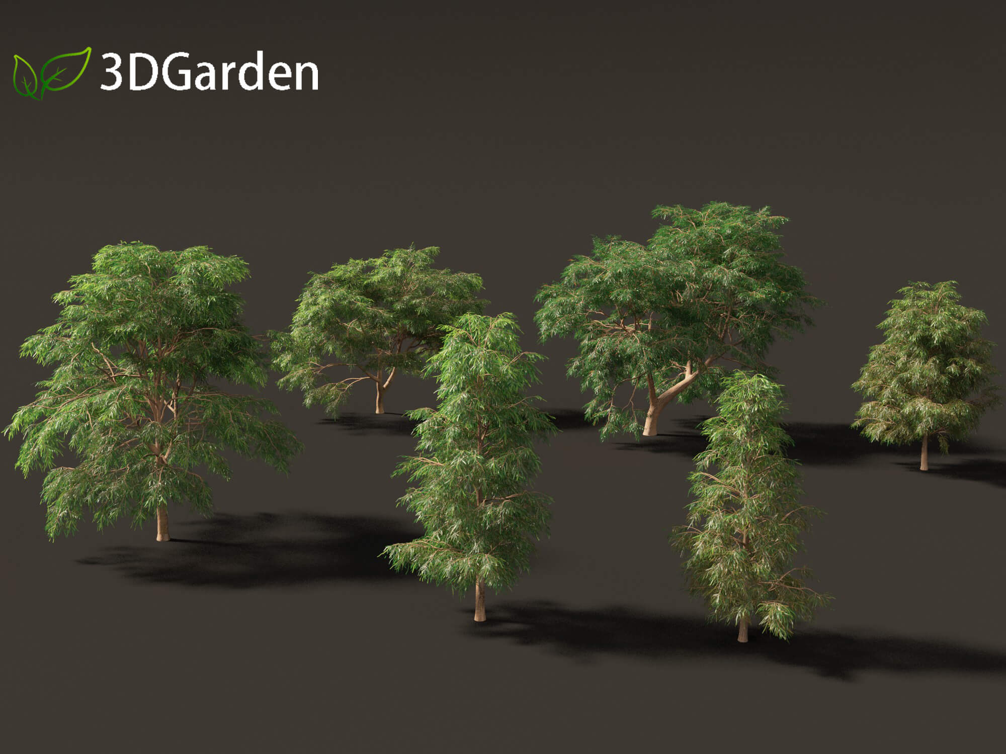 Taxodium Mucronatum - Montezuma Bald Cypress 02 3D Model by 3dgardenplants