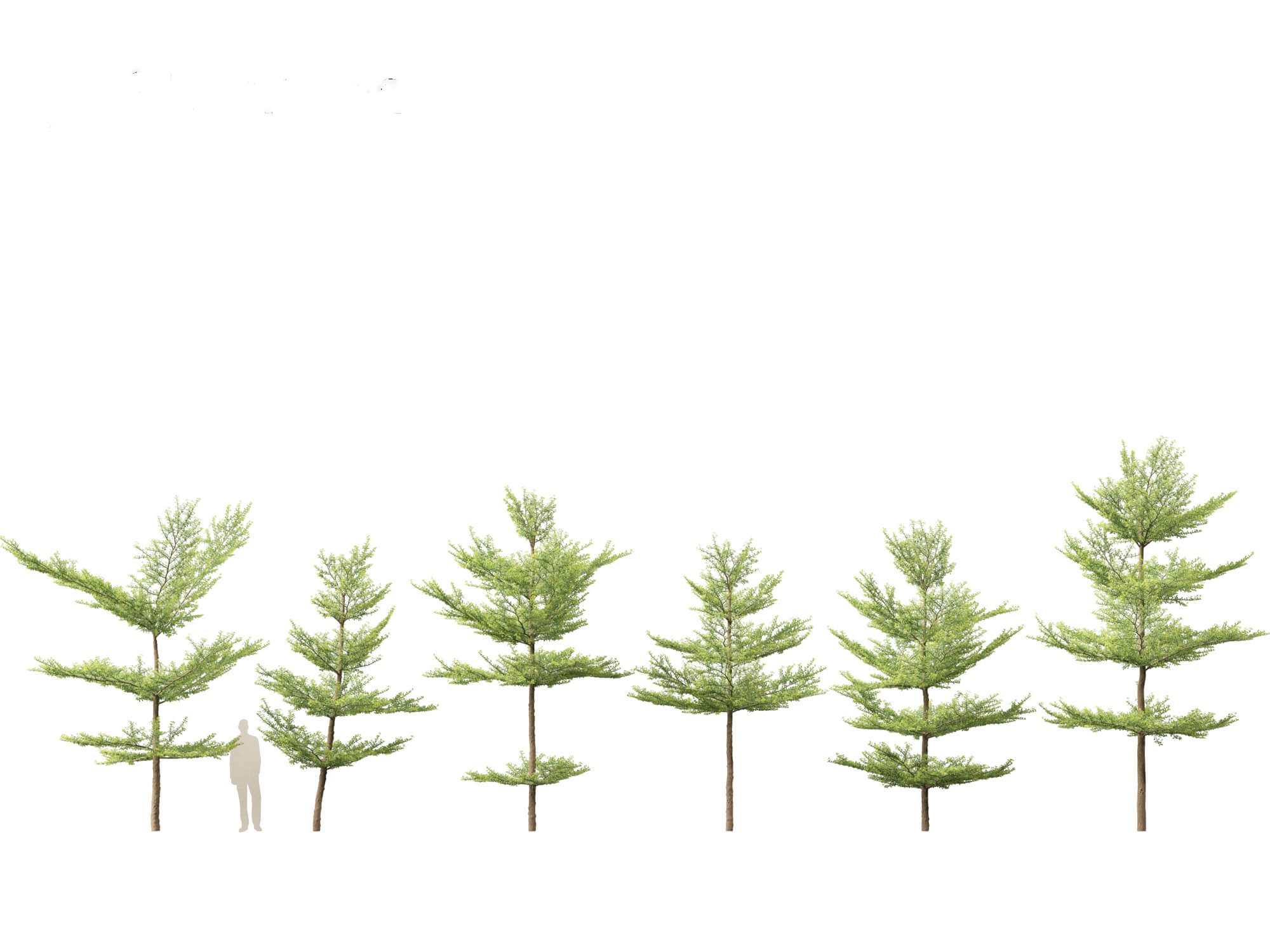 Terminalia Mantaly - Madagascar Almond 3D Model by 3dgardenplants