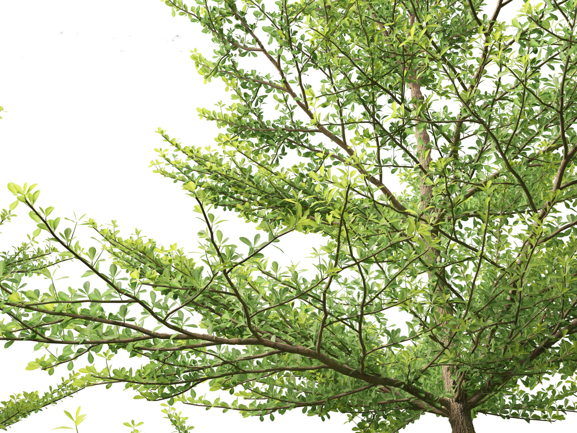 Terminalia Mantaly - Madagascar Almond 3D Model by 3dgardenplants
