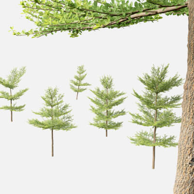 Terminalia Mantaly - Madagascar Almond 3D Model by 3dgardenplants