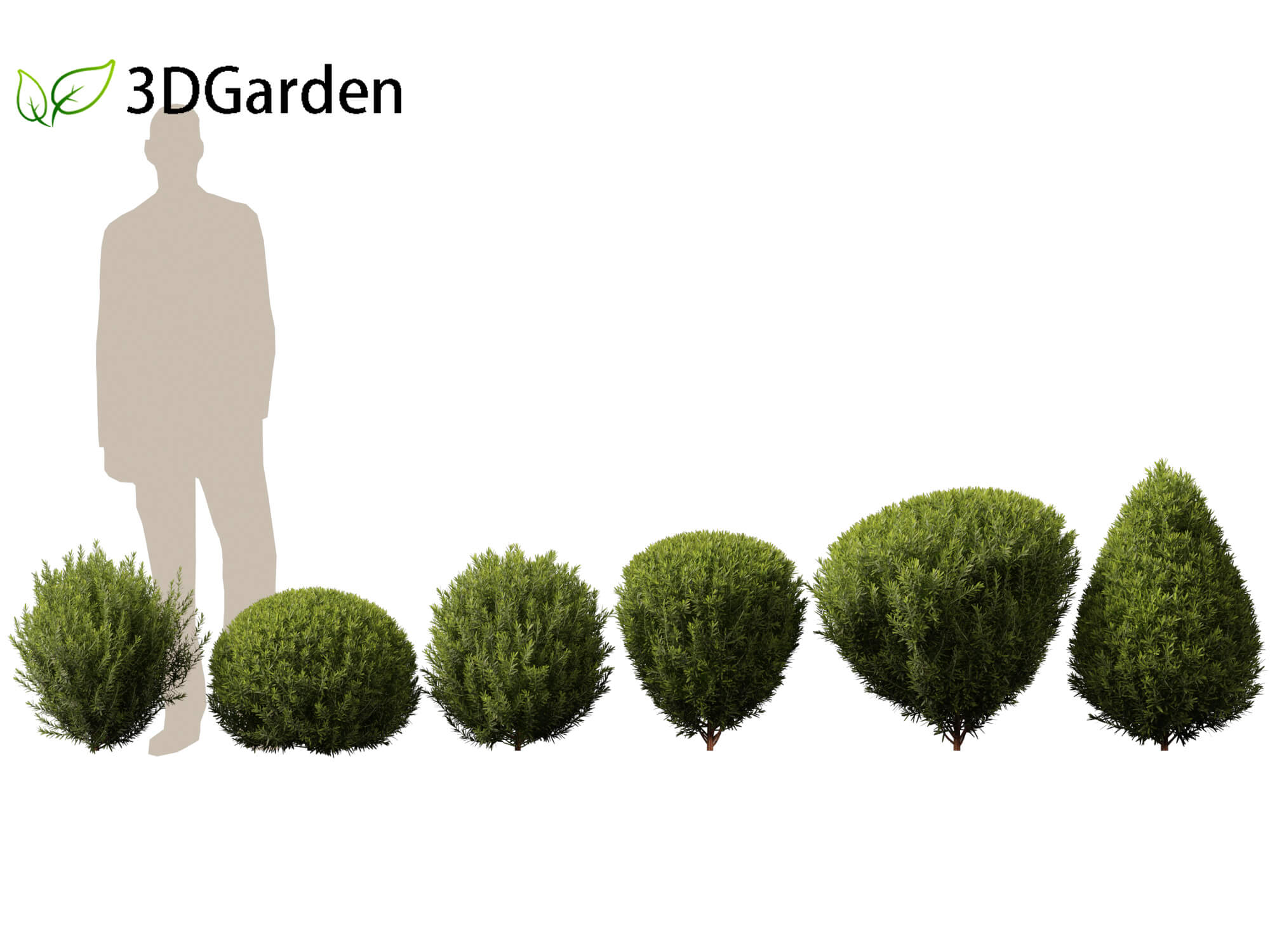 Thuja Occidentalis Teddy - Northern White-Cedar 3D Model by 3dgardenplants