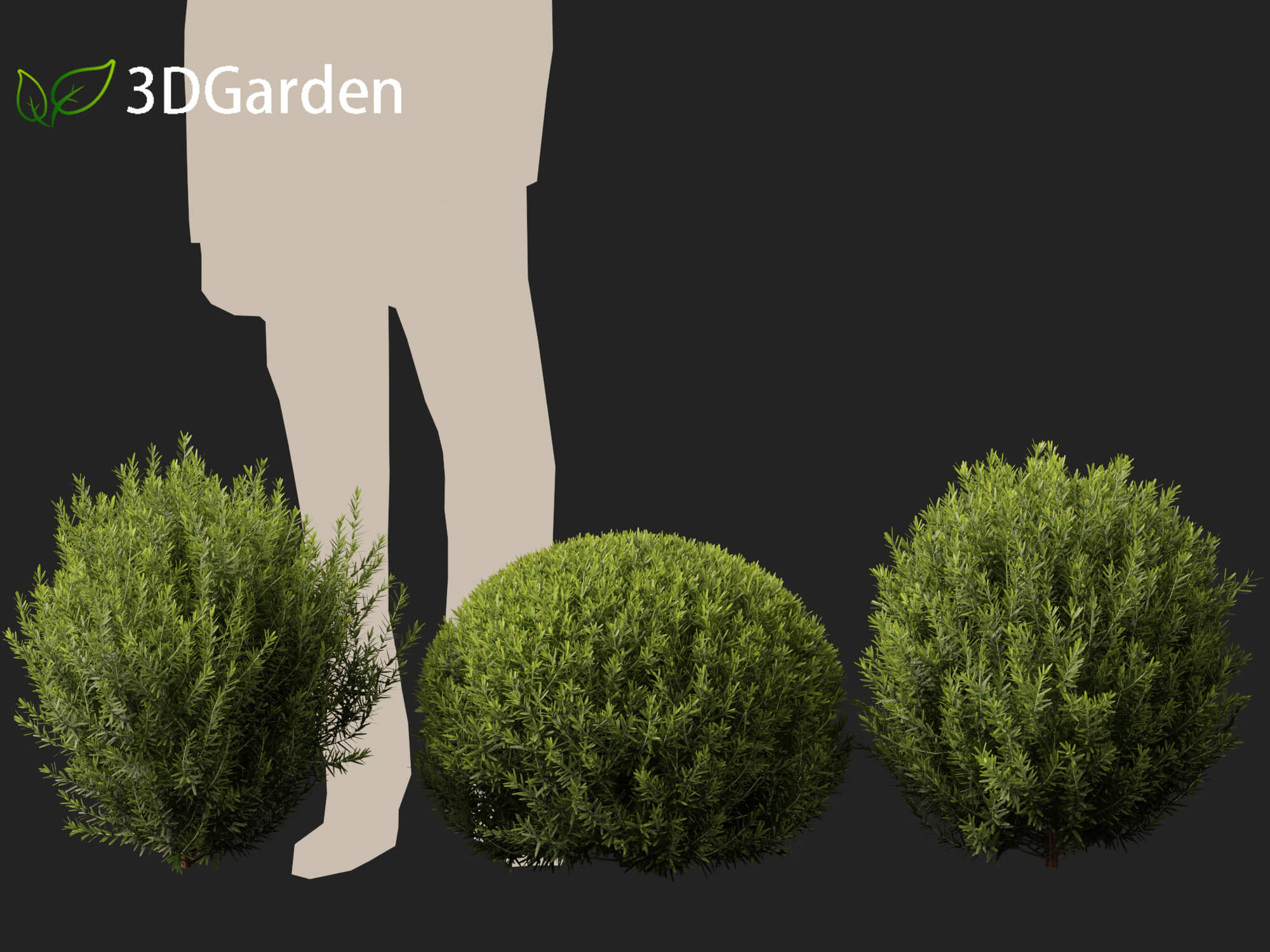 Thuja Occidentalis Teddy - Northern White-Cedar 3D Model by 3dgardenplants