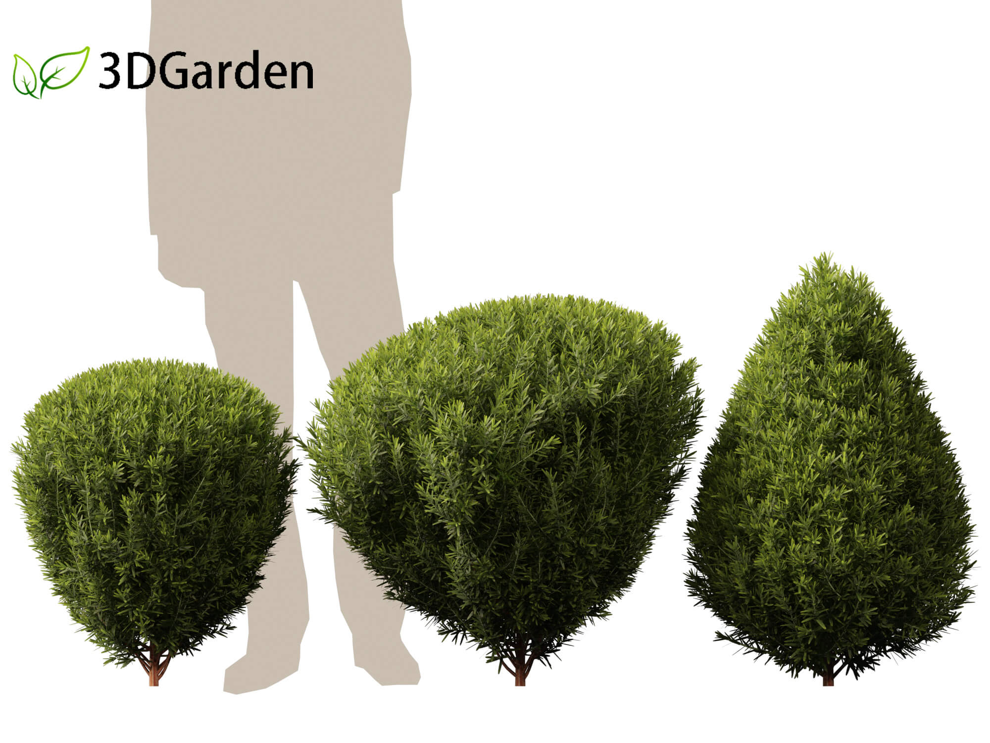 Thuja Occidentalis Teddy - Northern White-Cedar 3D Model by 3dgardenplants