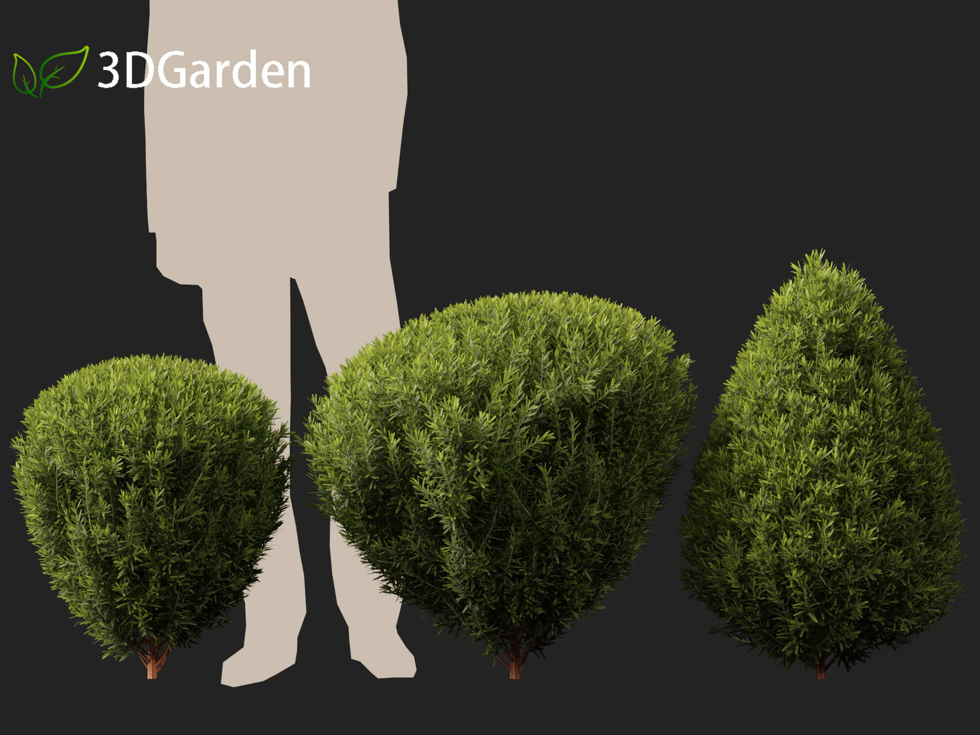 Thuja Occidentalis Teddy - Northern White-Cedar 3D Model by 3dgardenplants