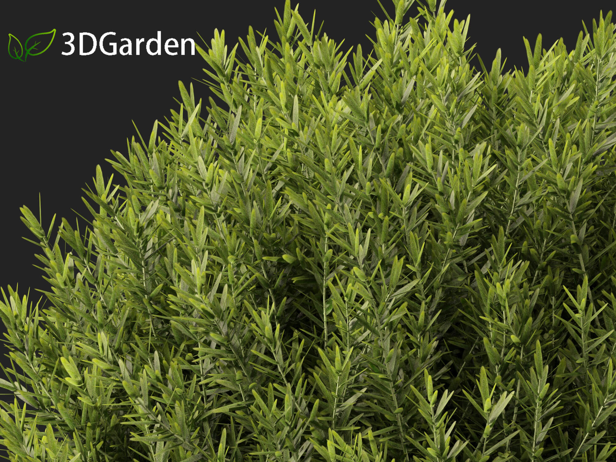 Thuja Occidentalis Teddy - Northern White-Cedar 3D Model by 3dgardenplants