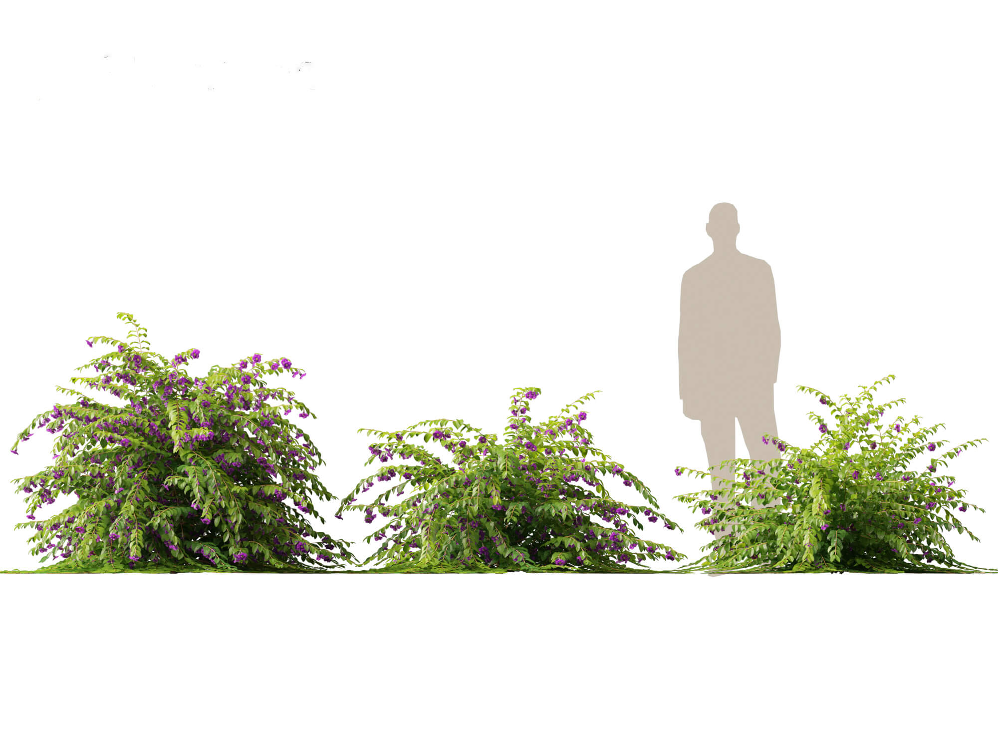 Thunbergia Erecta - Bush Clock Vine 3D Model by 3dgardenplants