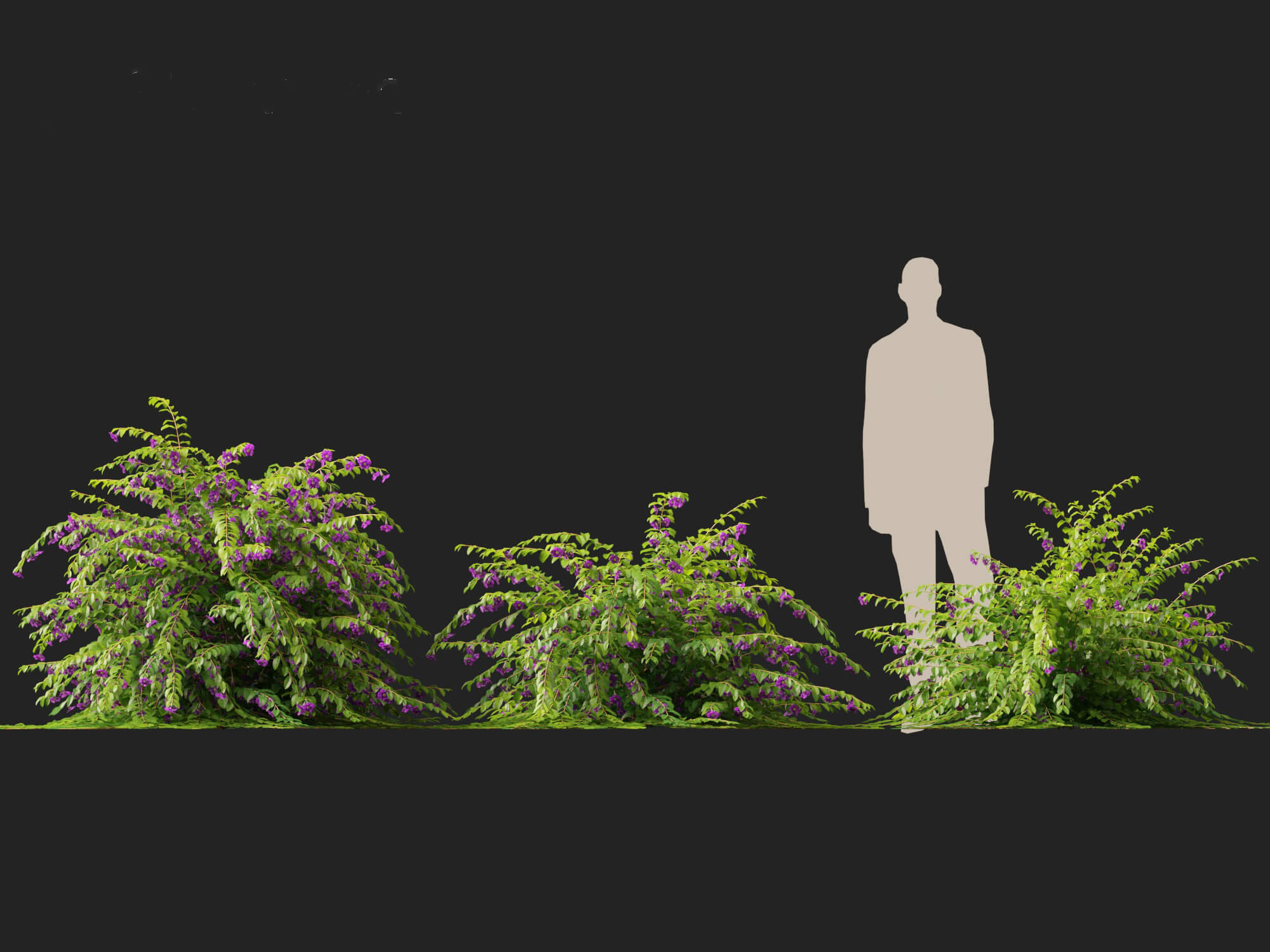 Thunbergia Erecta - Bush Clock Vine 3D Model by 3dgardenplants