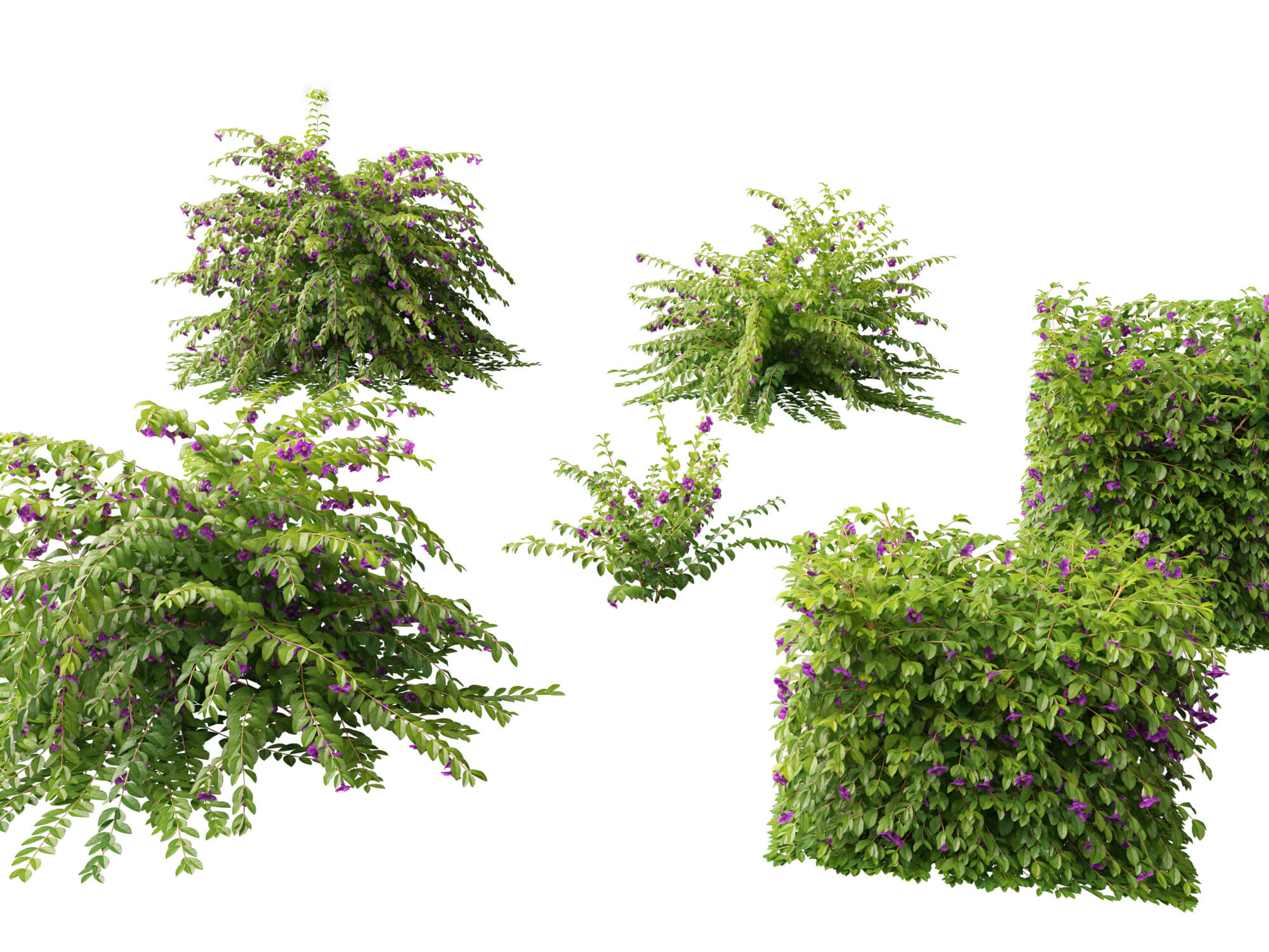 Thunbergia Erecta - Bush Clock Vine 3D Model by 3dgardenplants